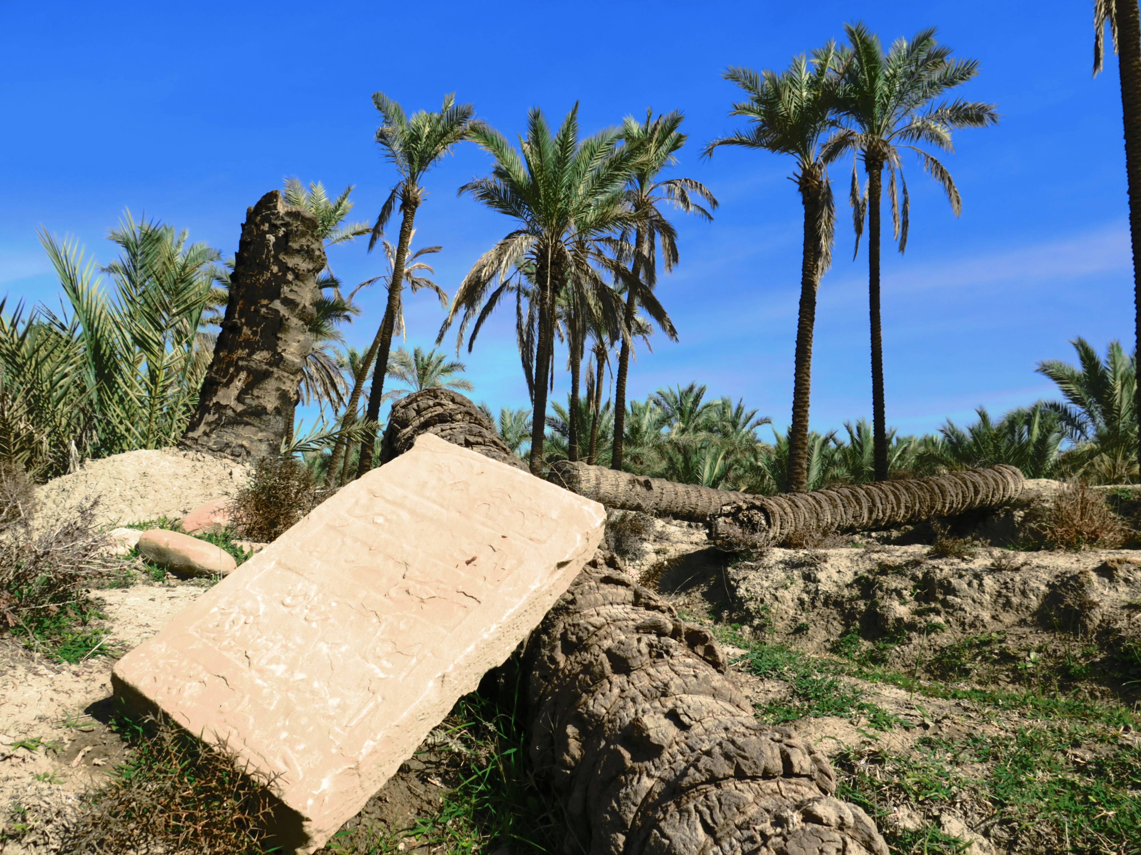 Sun-warmed stone slab leans against a toppled palm trunk among tall palm trees on rugged, sandy ground. The clear blue sky provides stark contrast to the textured foreground.