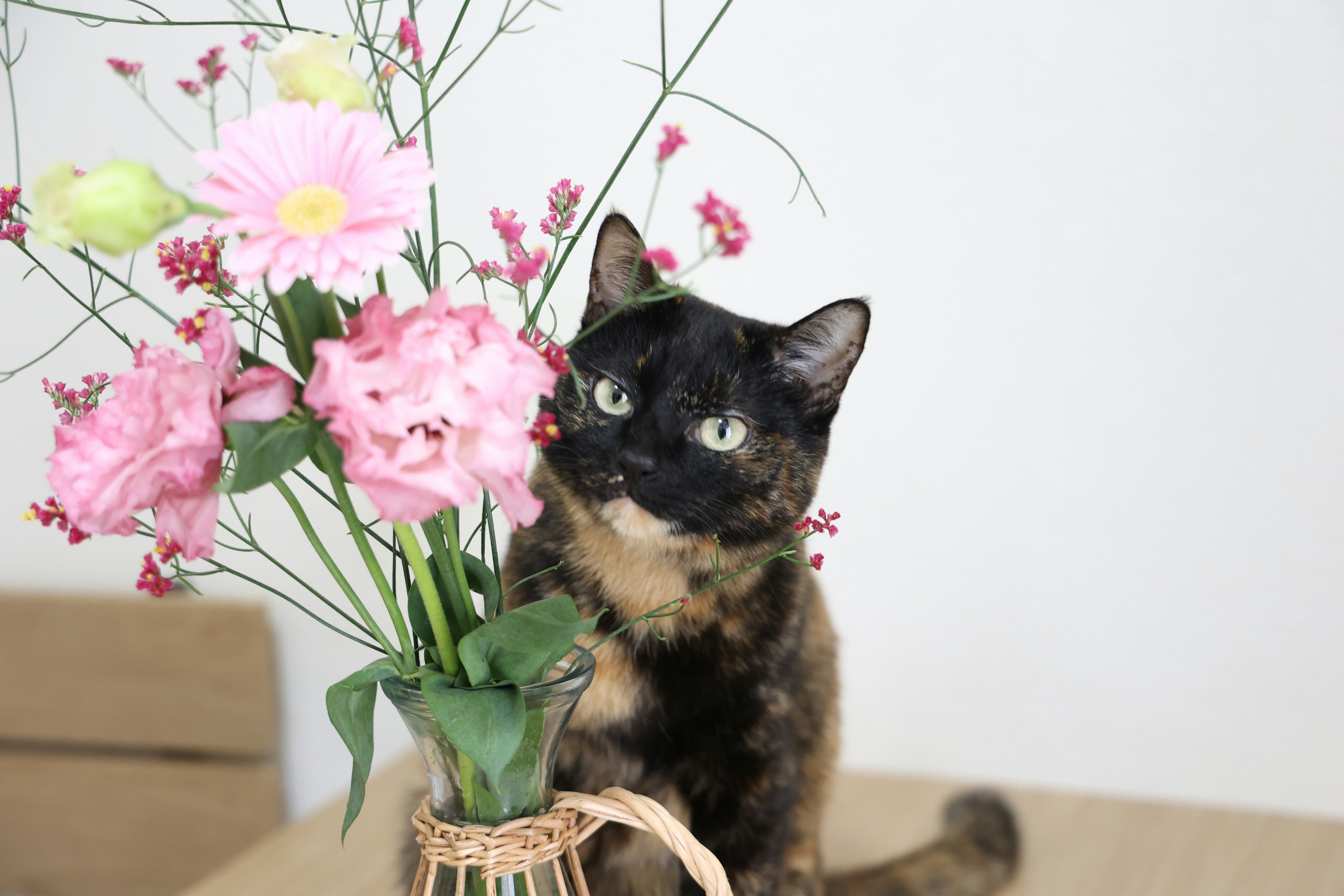 Floral Gaze: A Tortie Cat Among Pink Blooms