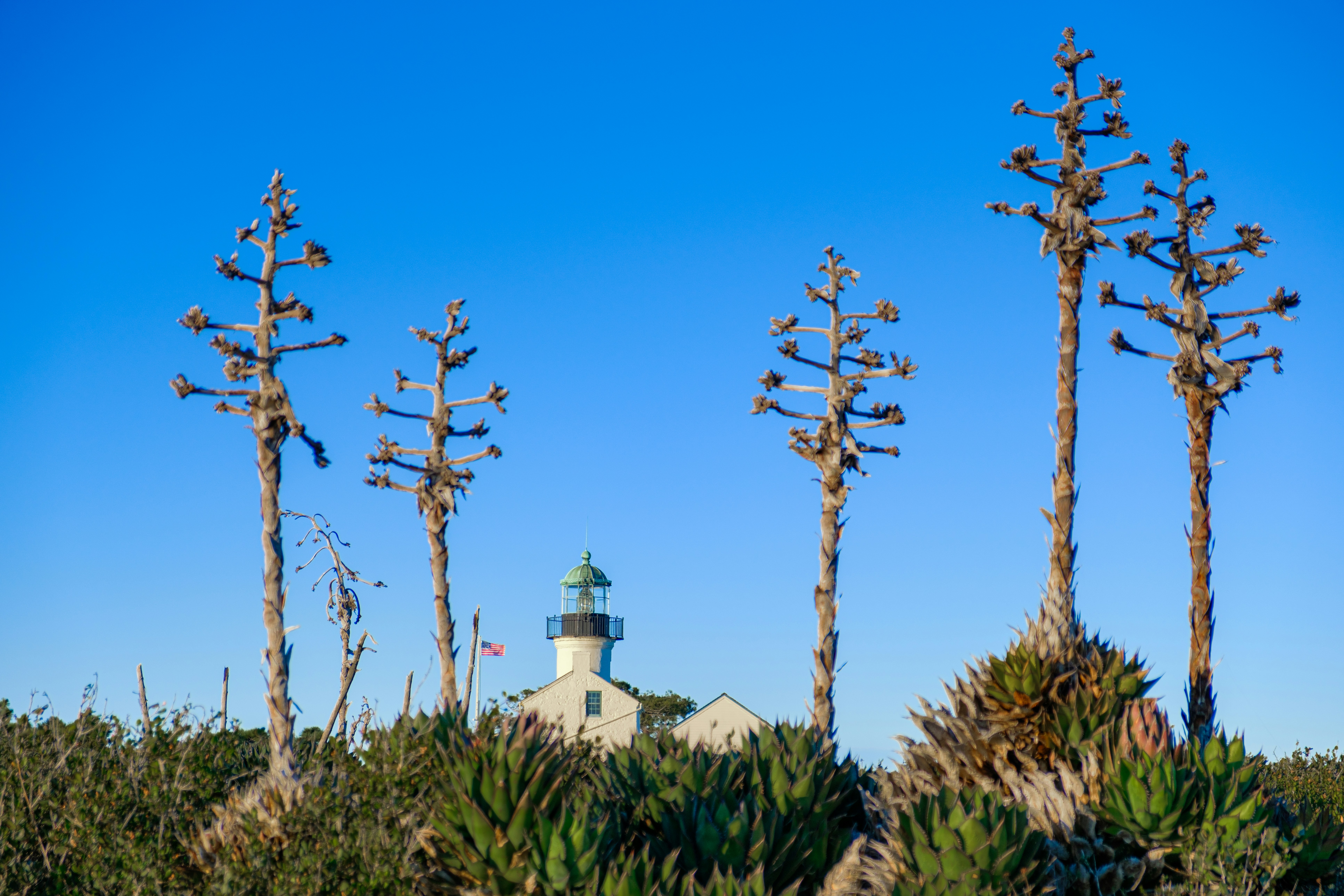 Coastal Watch: A Lighthouse Emerges Among Drought-Ked Elms