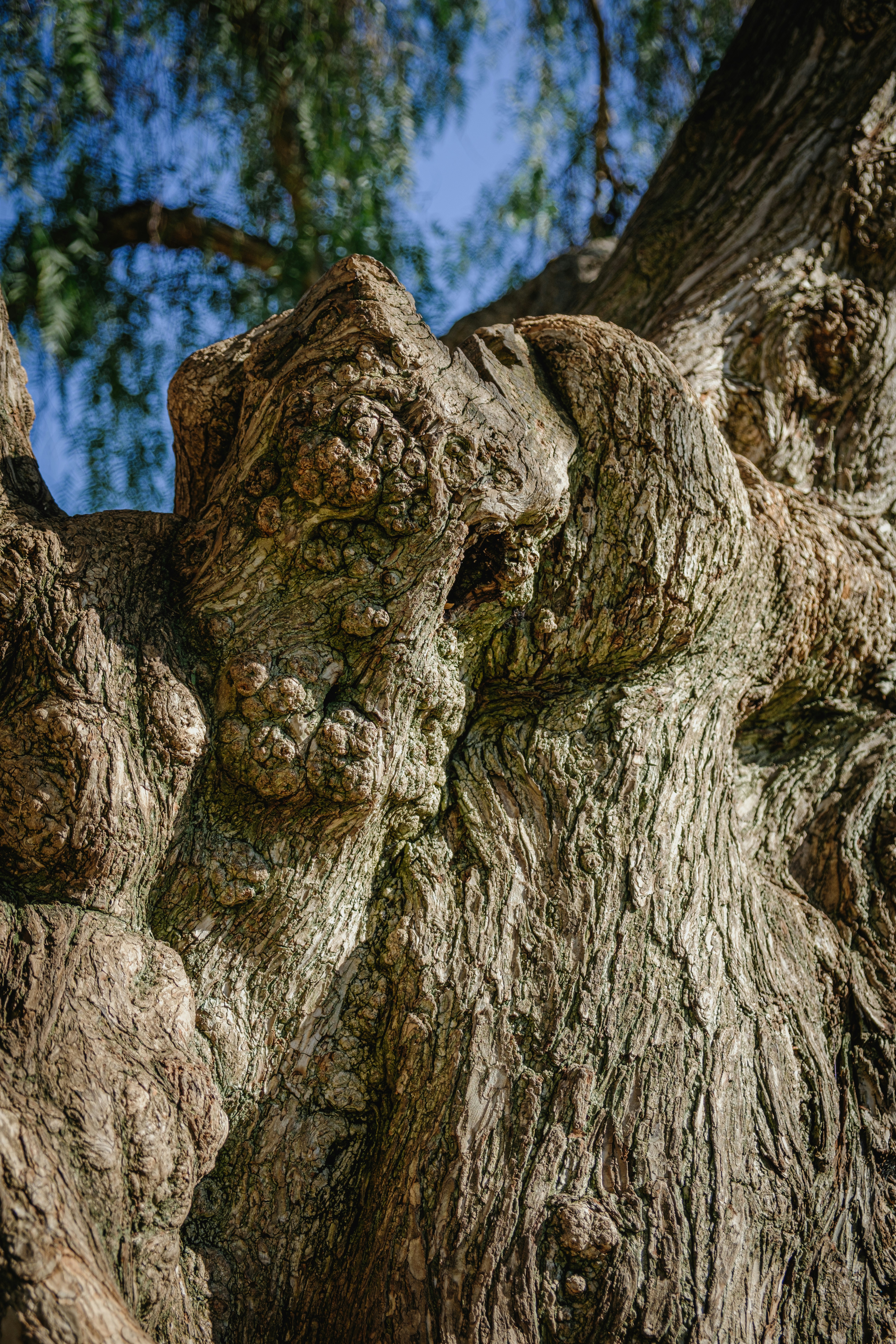 A close up of a tree trunk with a blue sky in the background photo ...