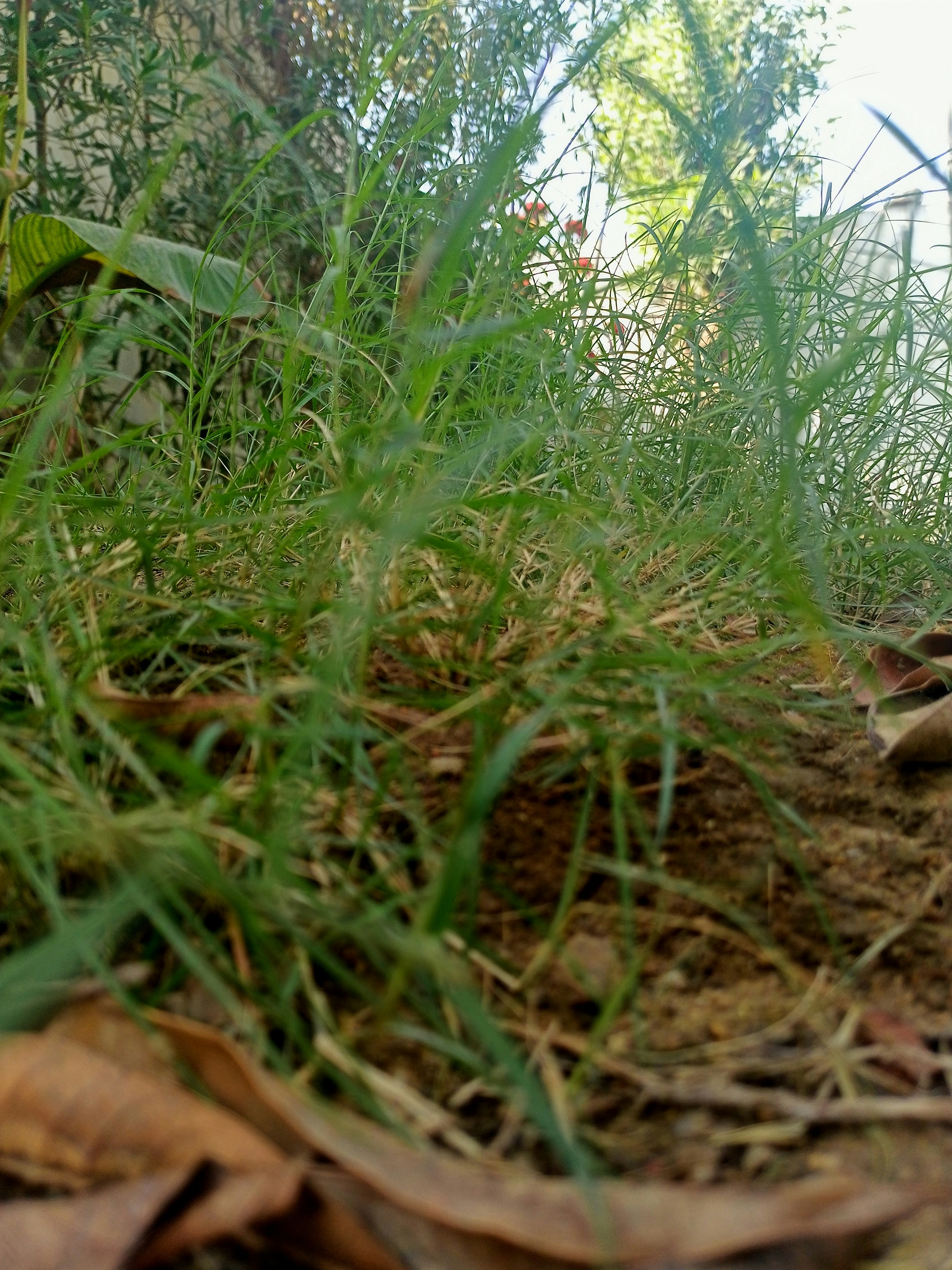 Ground-Level Tangle: A Micro Portrait of Grass and Soil