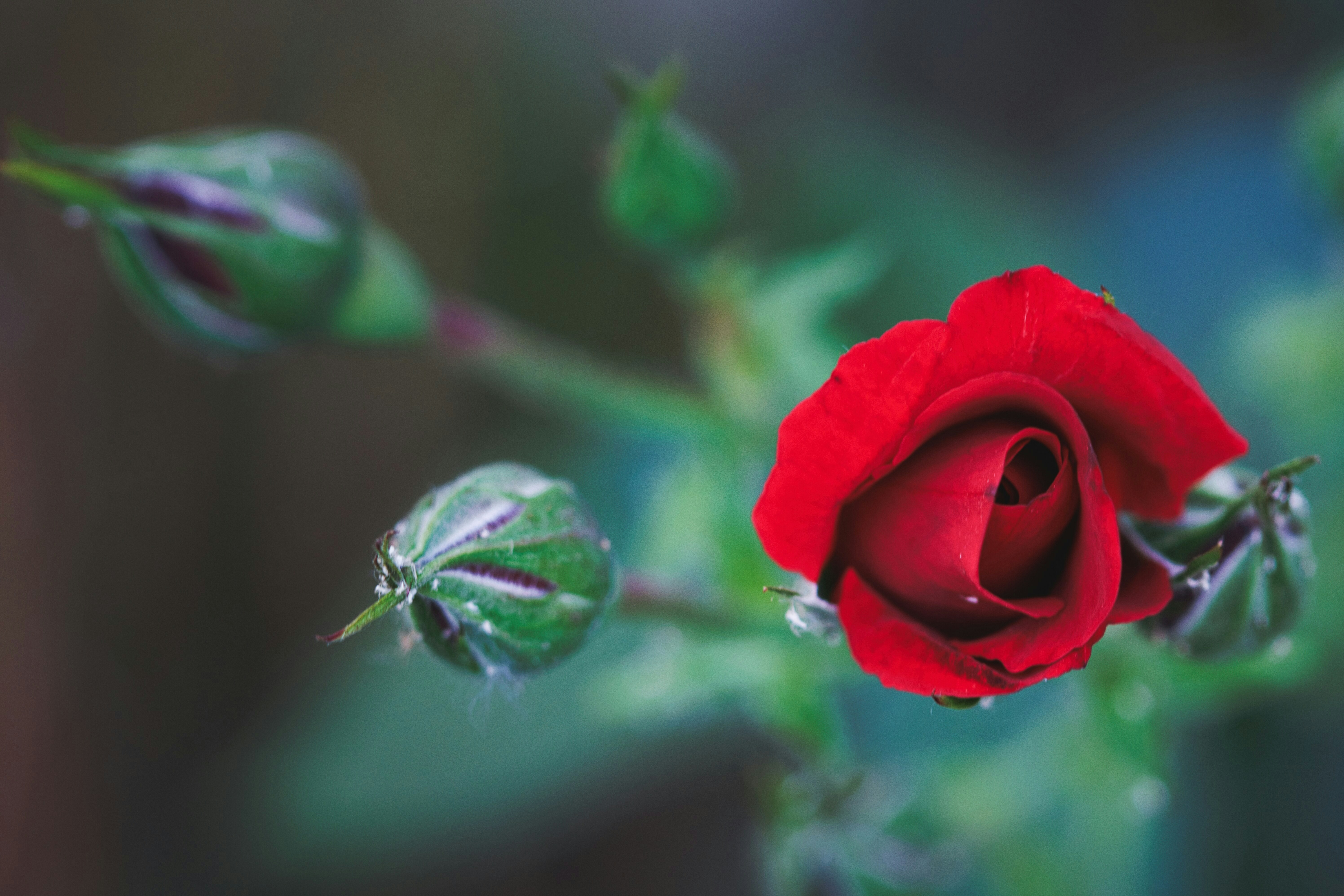 A close up of a single red rose photo – Free Flower Image on Unsplash