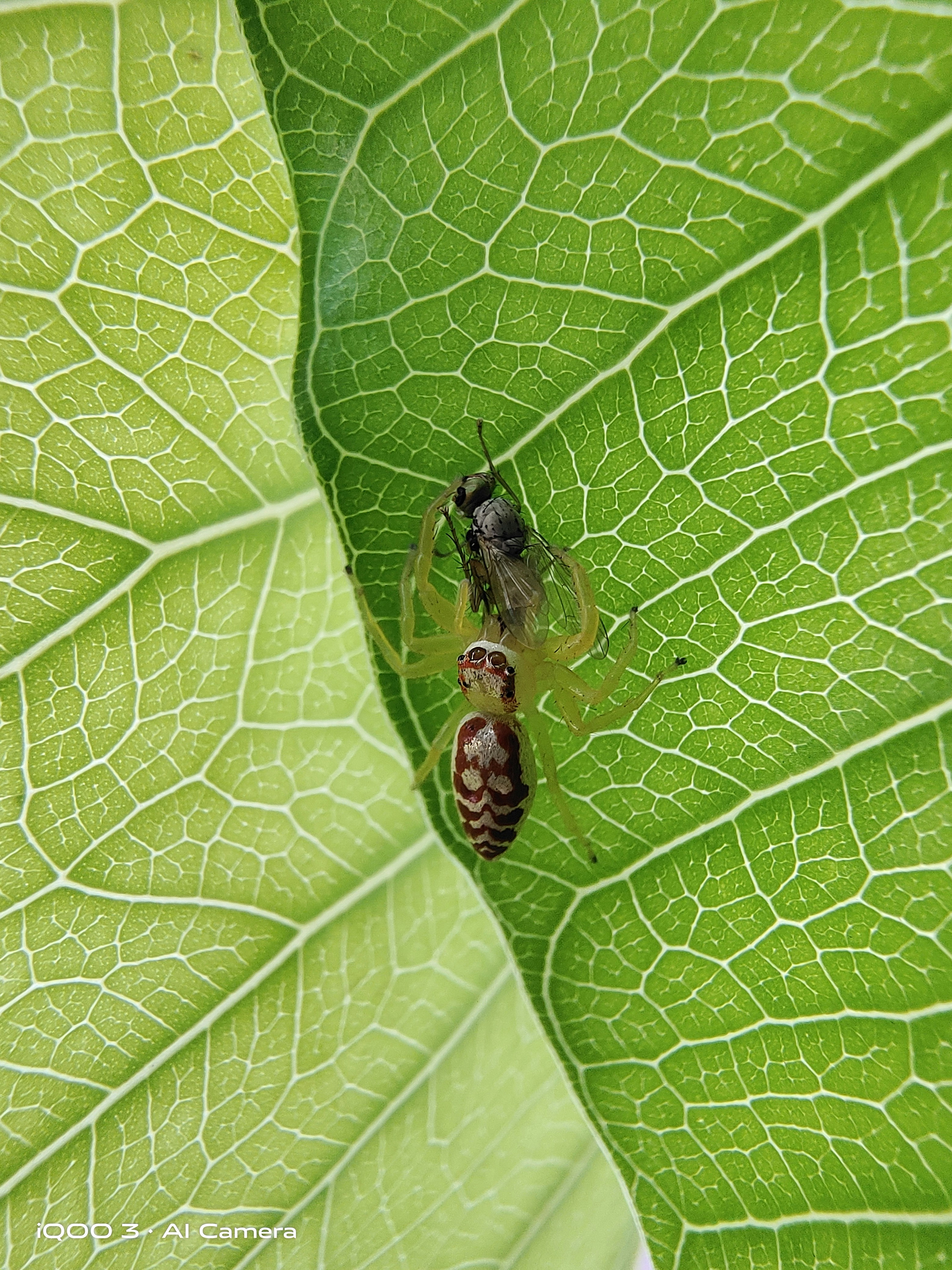 Emerald Veins and a Tiny Predator: Macro Portrait on a Leaf