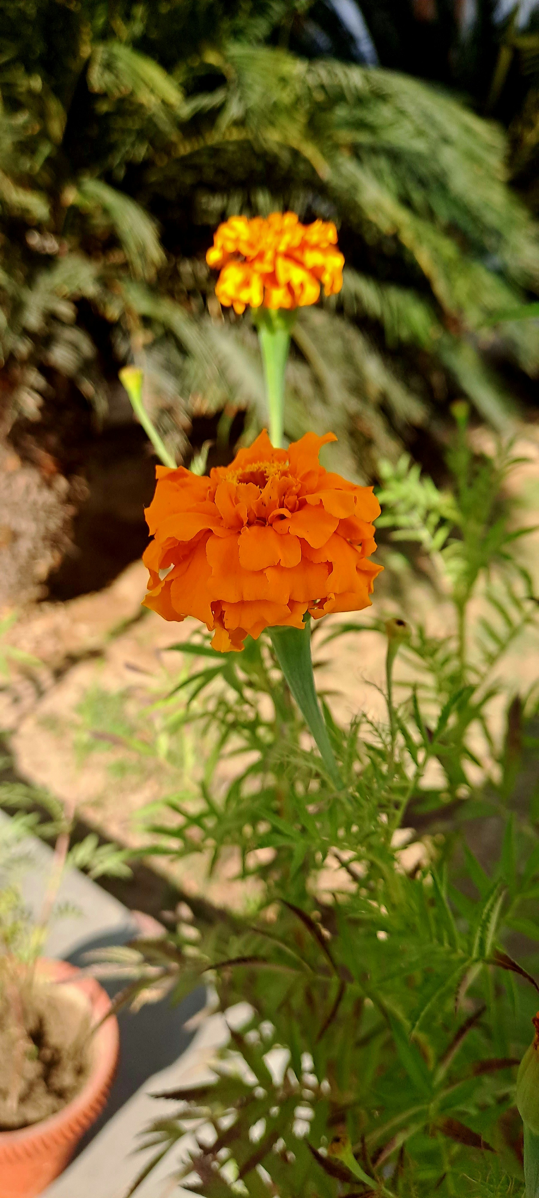 Marigold