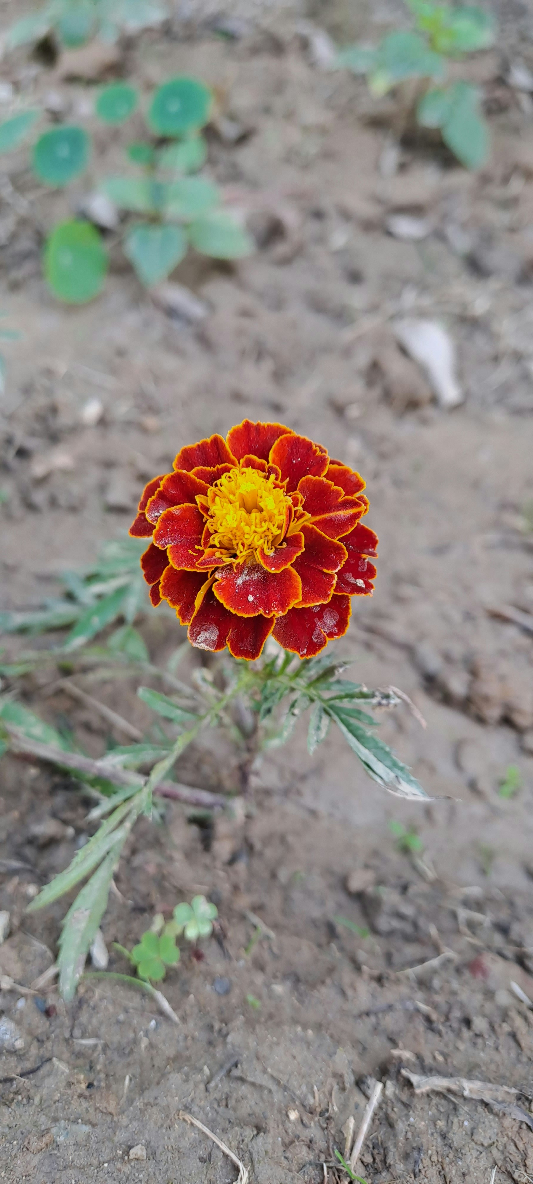 Crimson Marigold Rising from Dry Ground