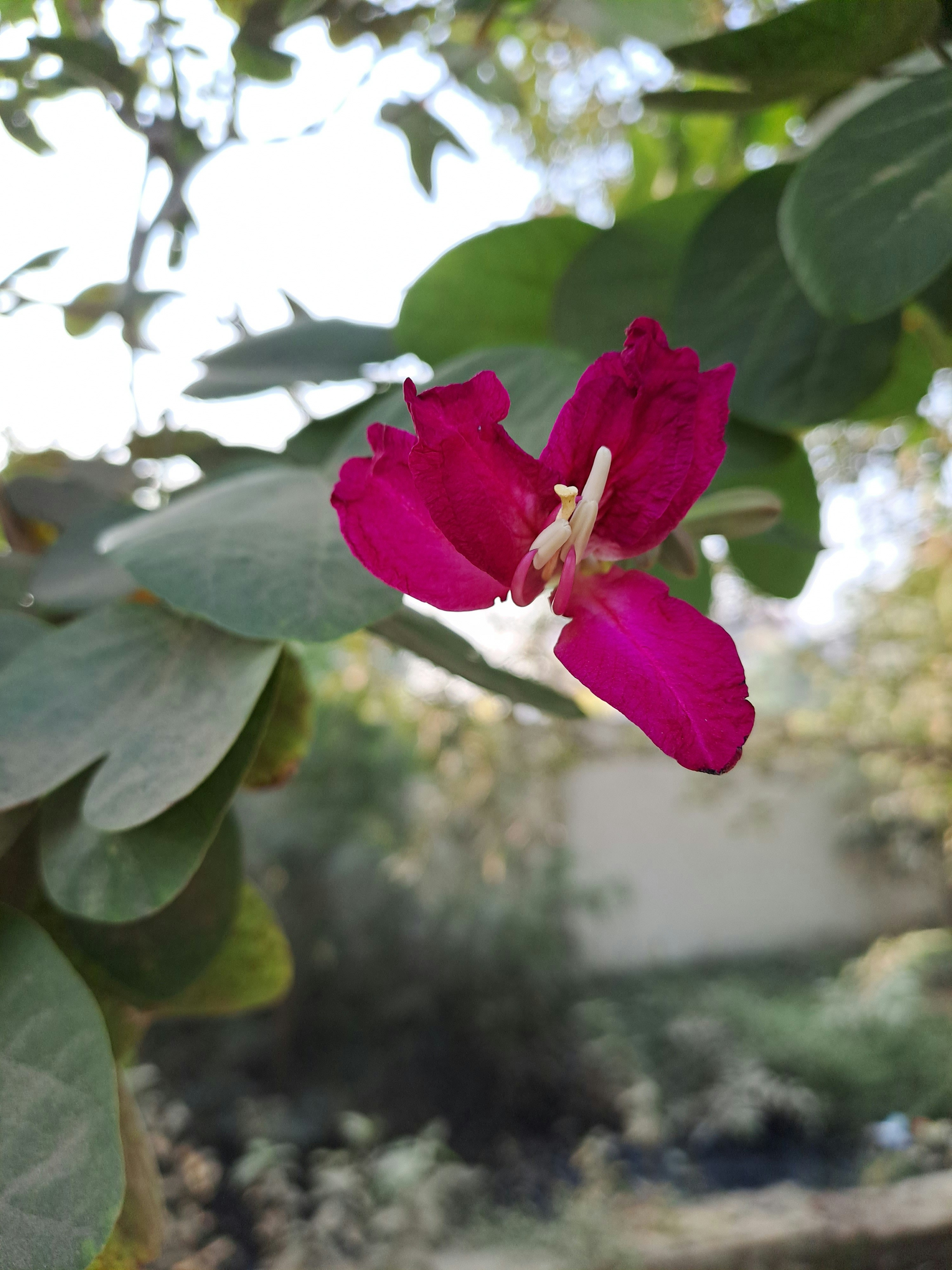 Close-up photograph of a magenta flower with green leaves and a soft, blurred background. The composition emphasizes the blossom as the focal point.