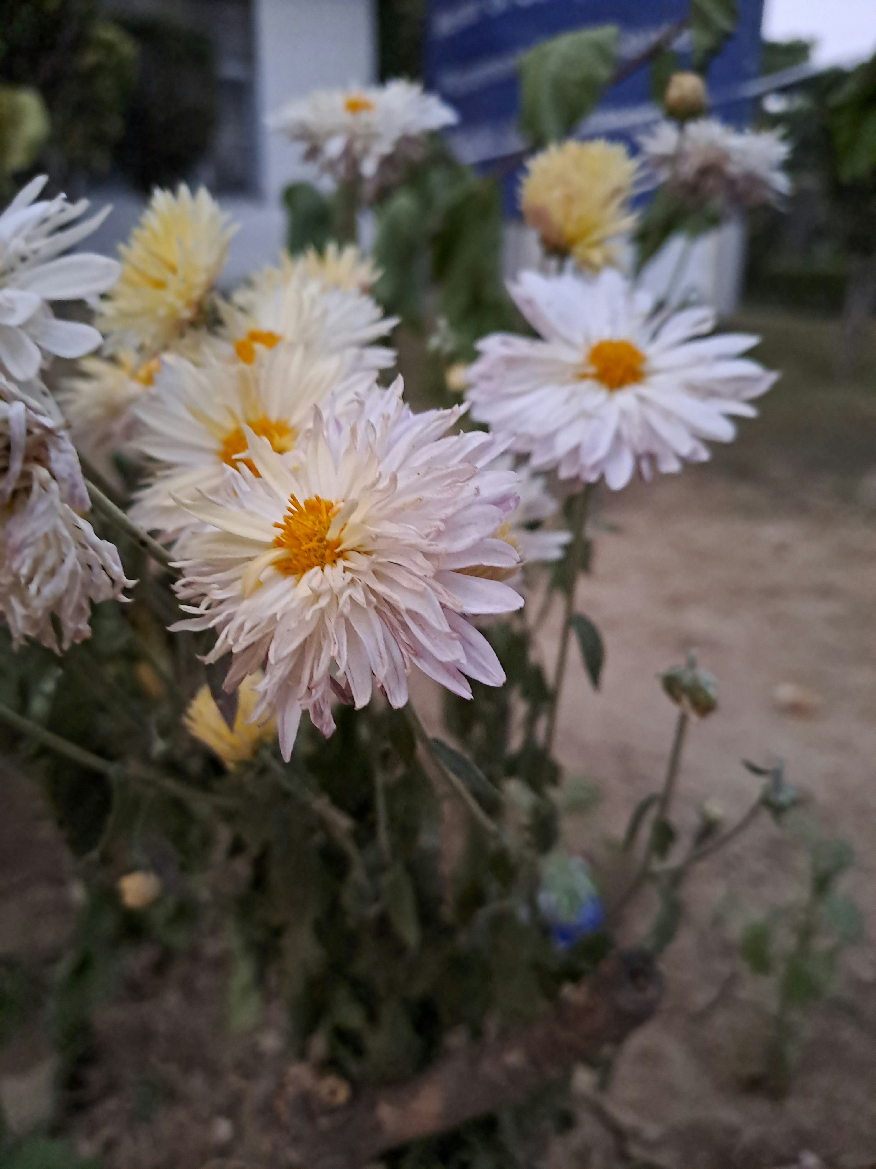 Pastel chrysanthemums with orange centers bloom in a garden bed, bathed in soft daylight. Shallow depth of field blurs the background while keeping the foreground petals crisp.
