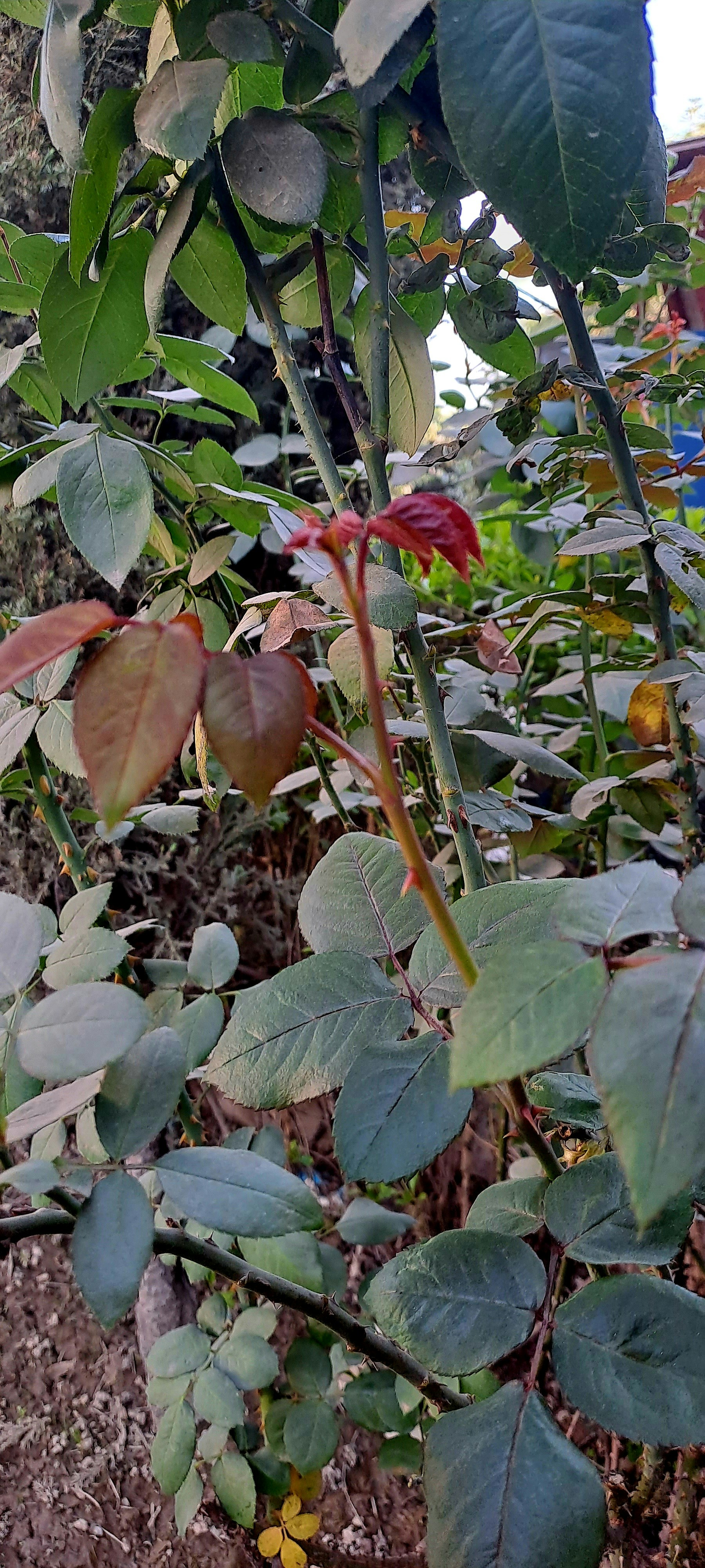 Red-tipped Shoots Among Dense Green Foliage