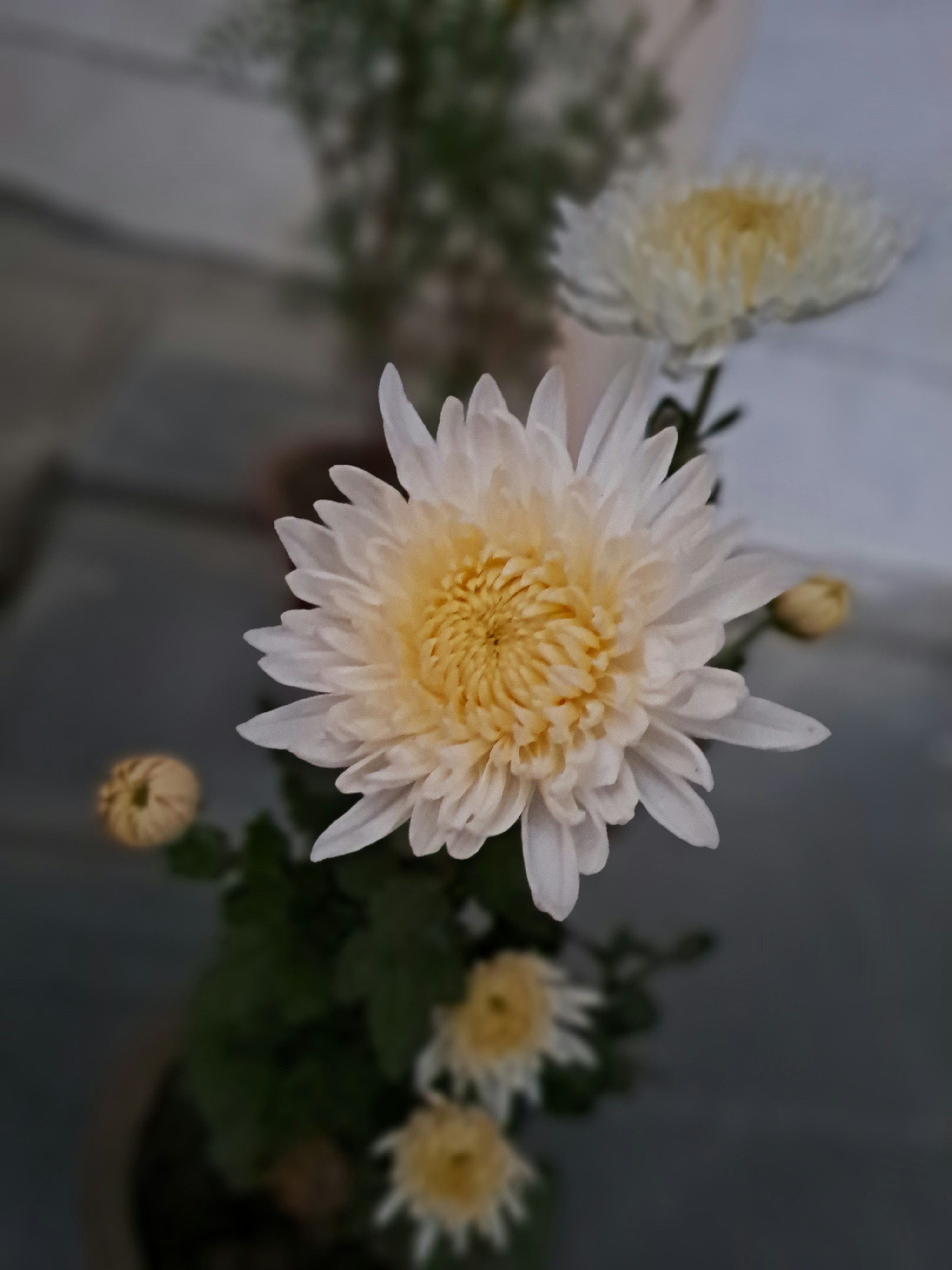 Soft bloom in focus: a pale chrysanthemum on a blurred urban pedestal