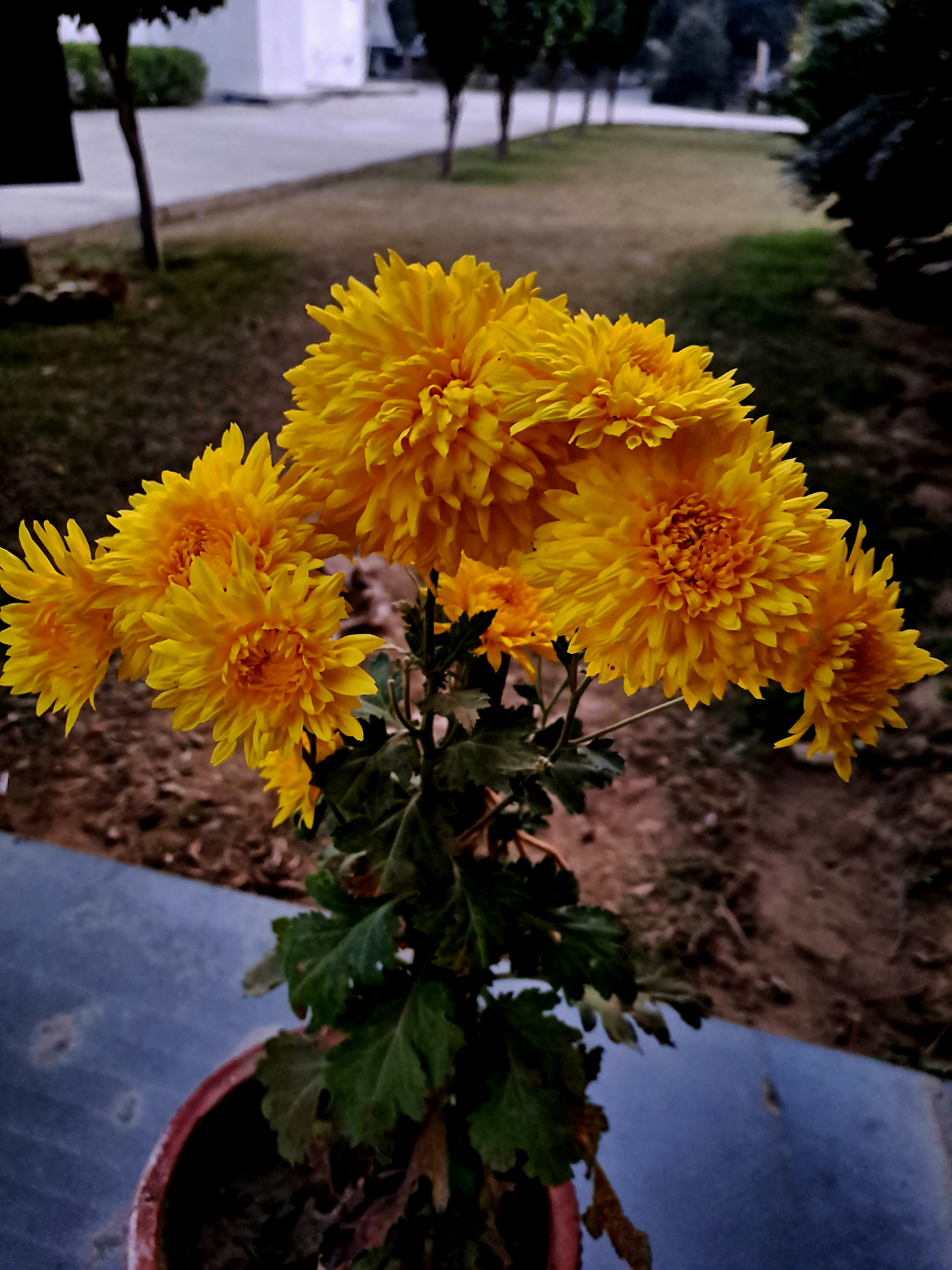 Golden Chrysanthemums in a Pot Framing a Quiet Park Path