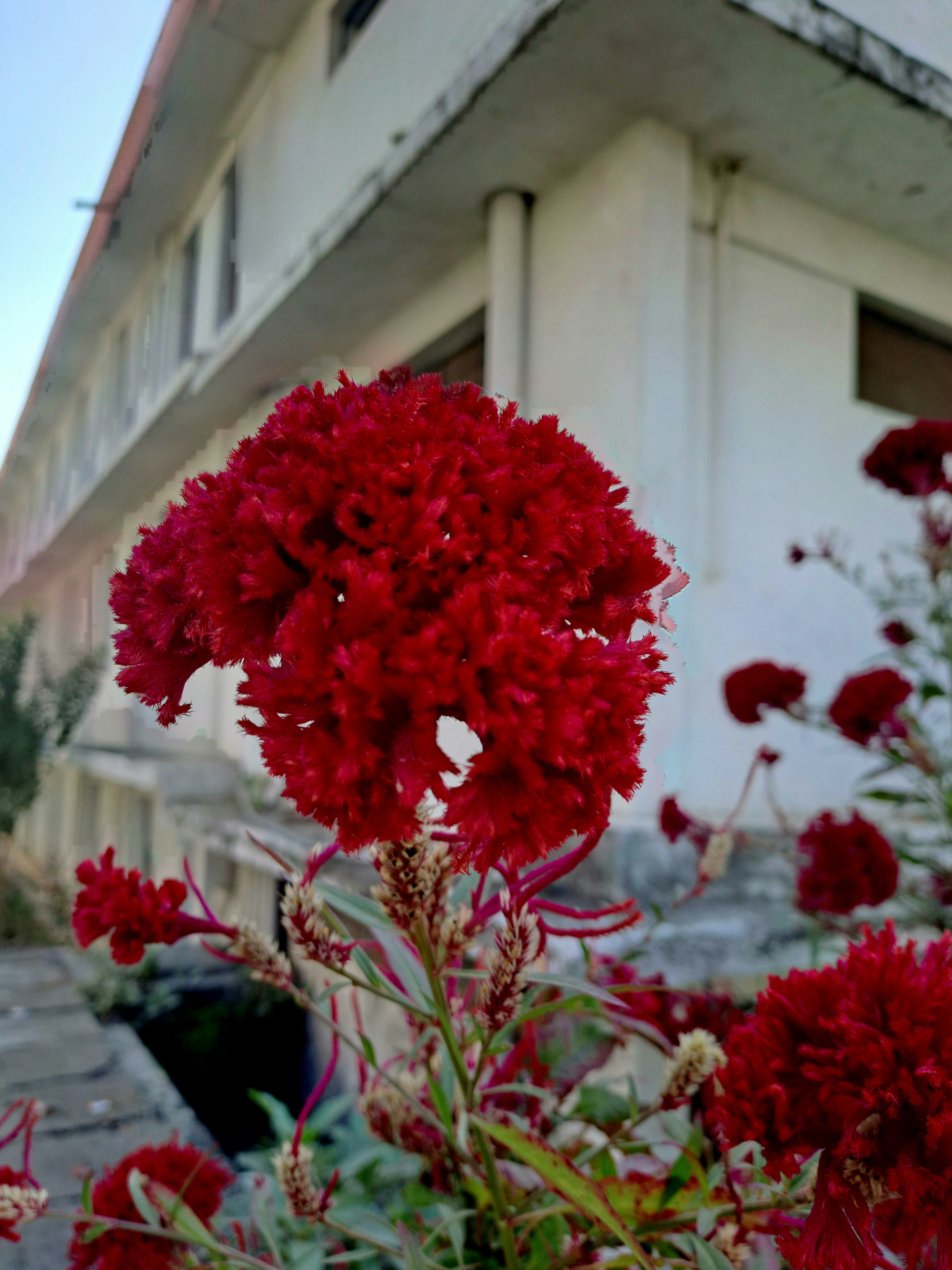 Red flower