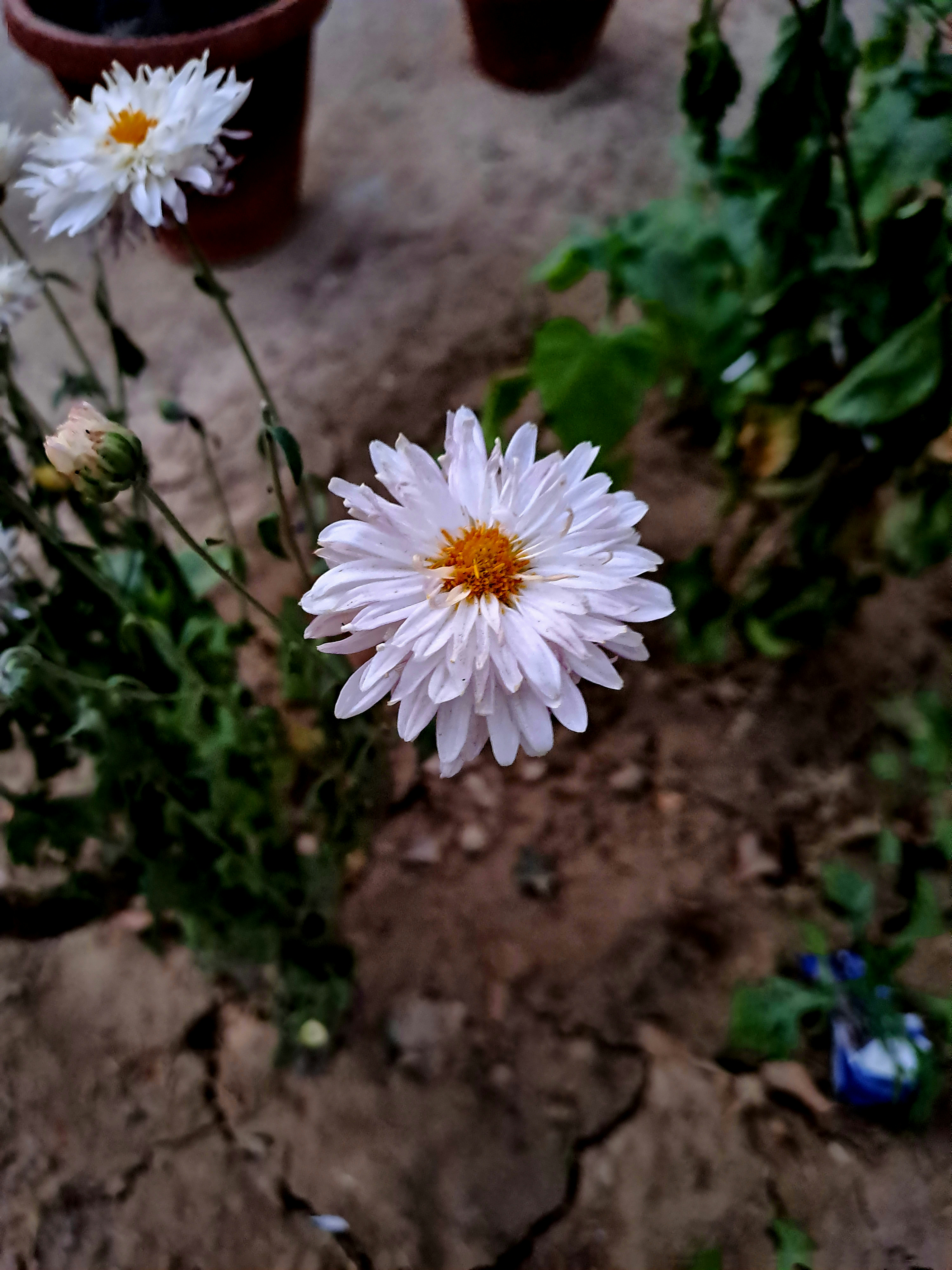 Centered Daisy in Focus: Crisp White Petals Against a Blurred Garden