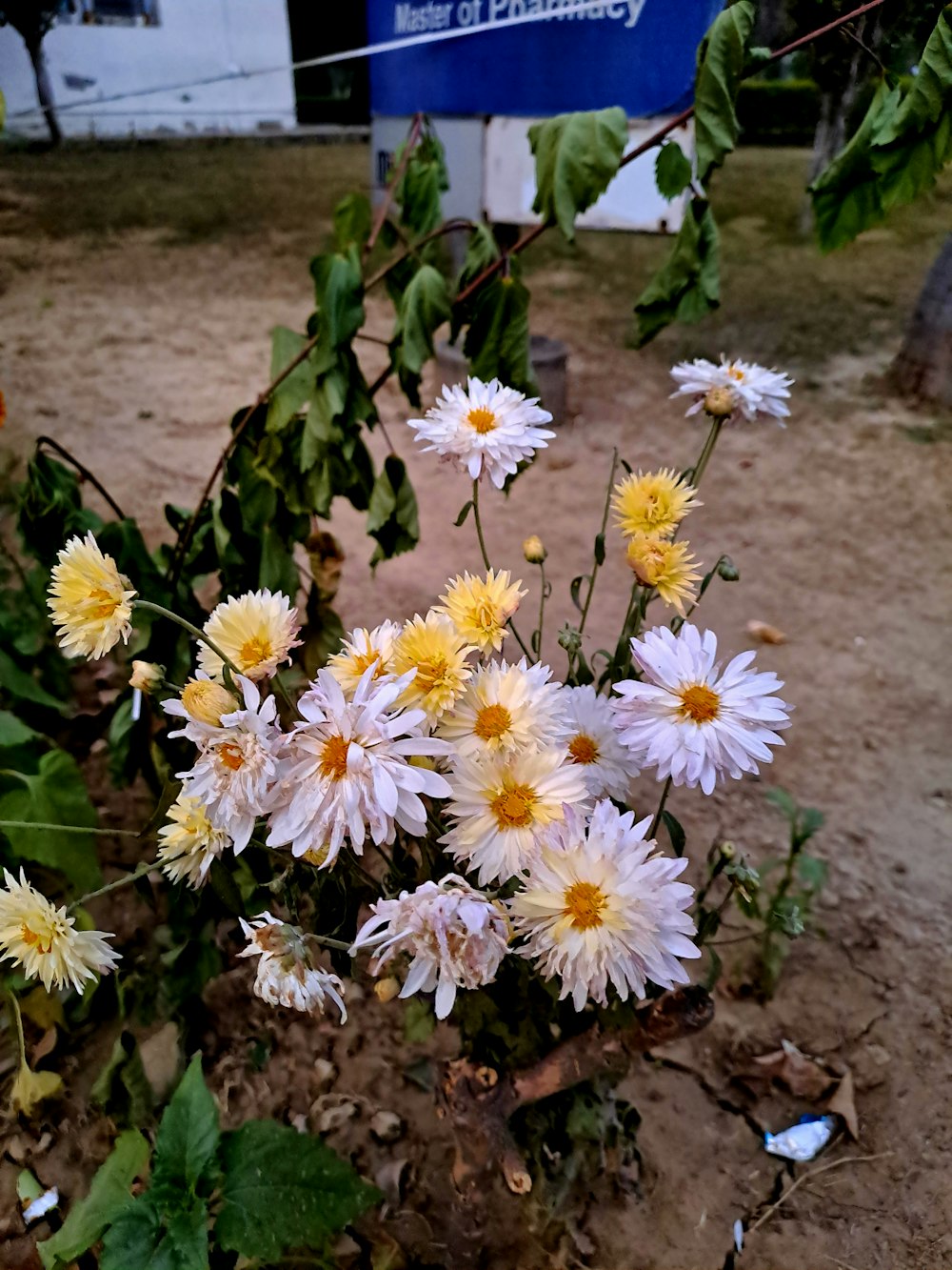 Un bouquet de fleurs blanches et jaunes dans un jardin photo – Photo ... Un bouquet de fleurs blanches et jaunes dans un jardin photo – Photo ...