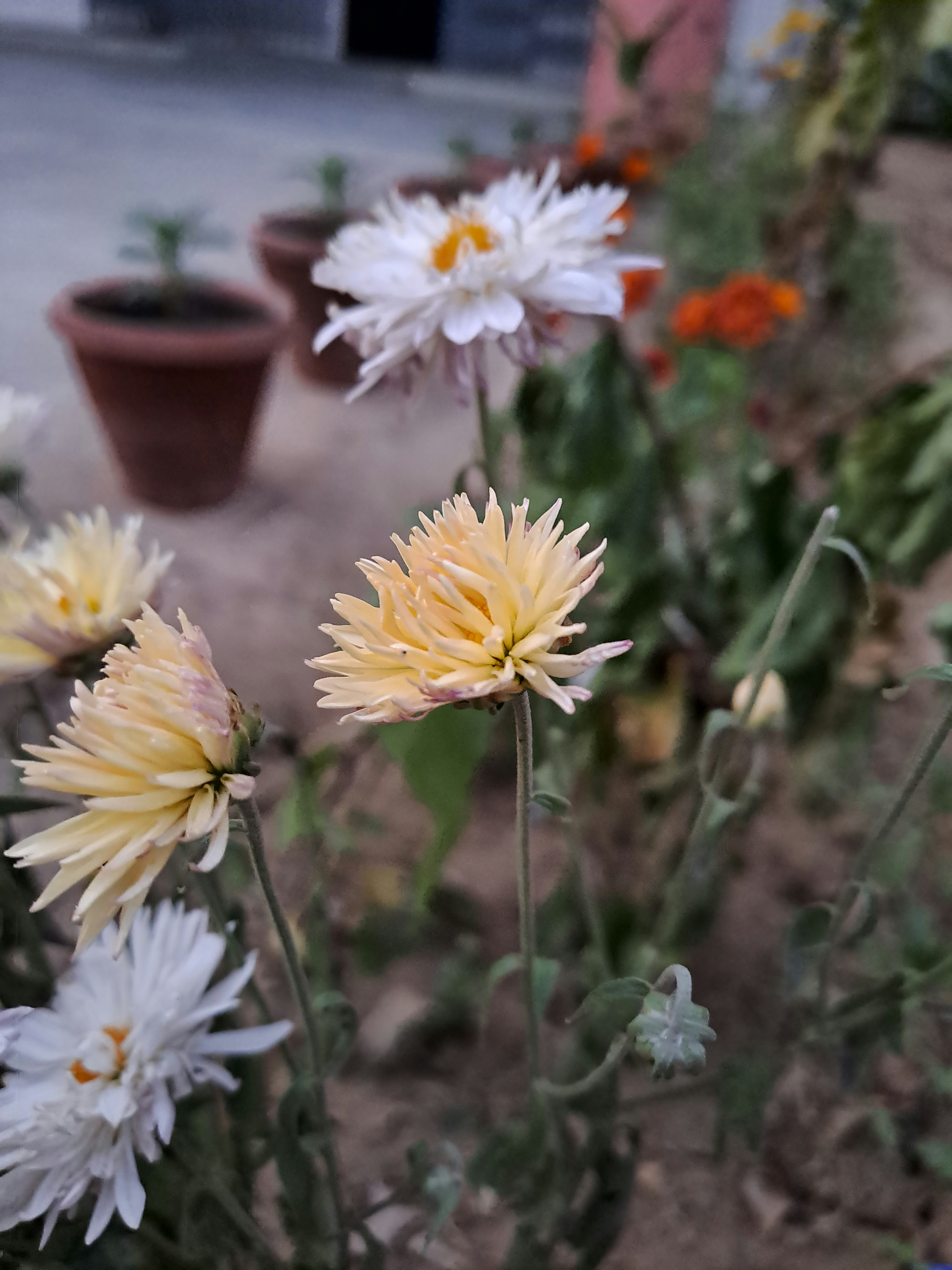 Petal Focus: Pale Chrysanthemums in a Quiet Garden