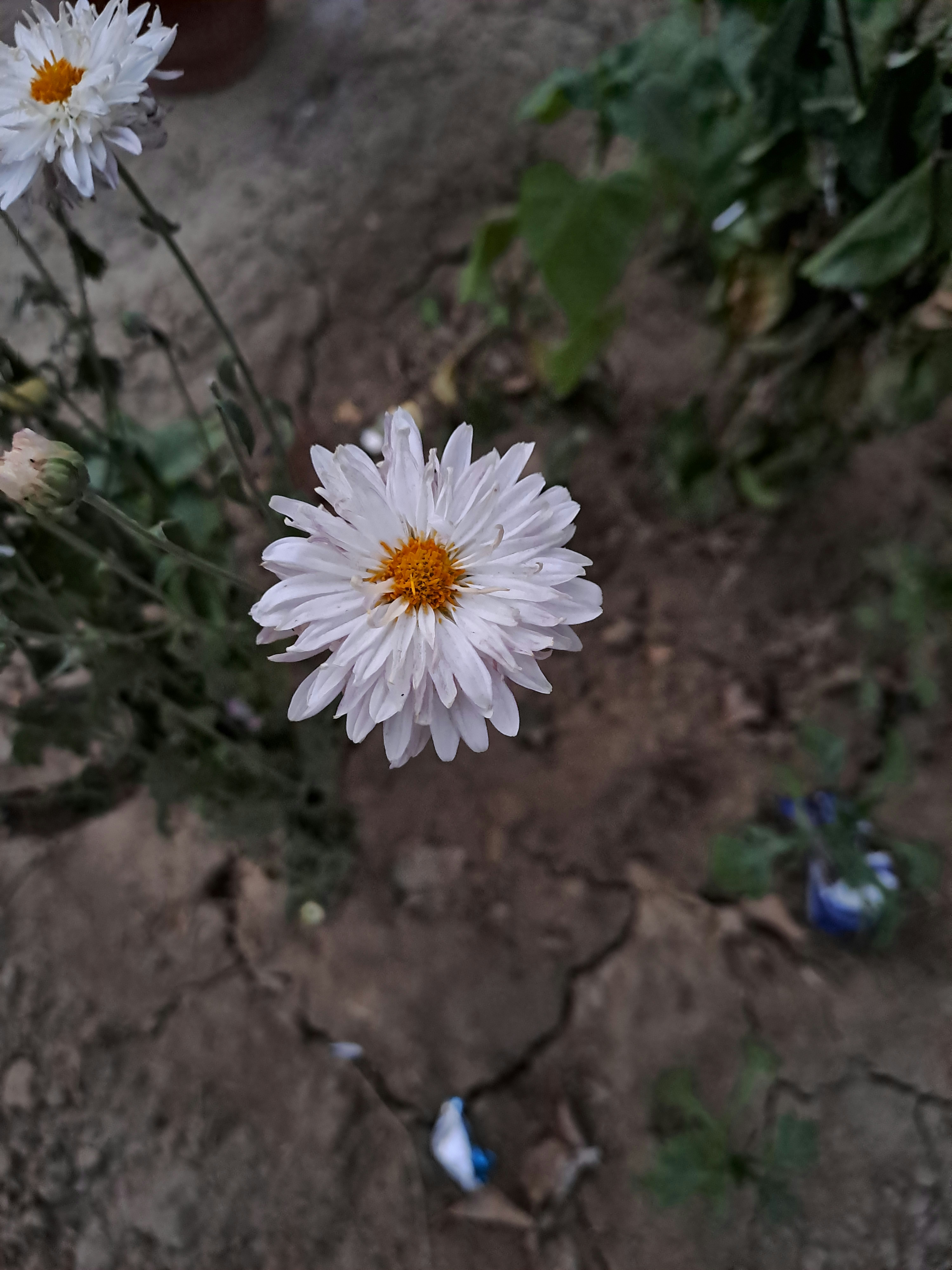 Center Bloom: White Daisy with Orange Core in Garden Bed