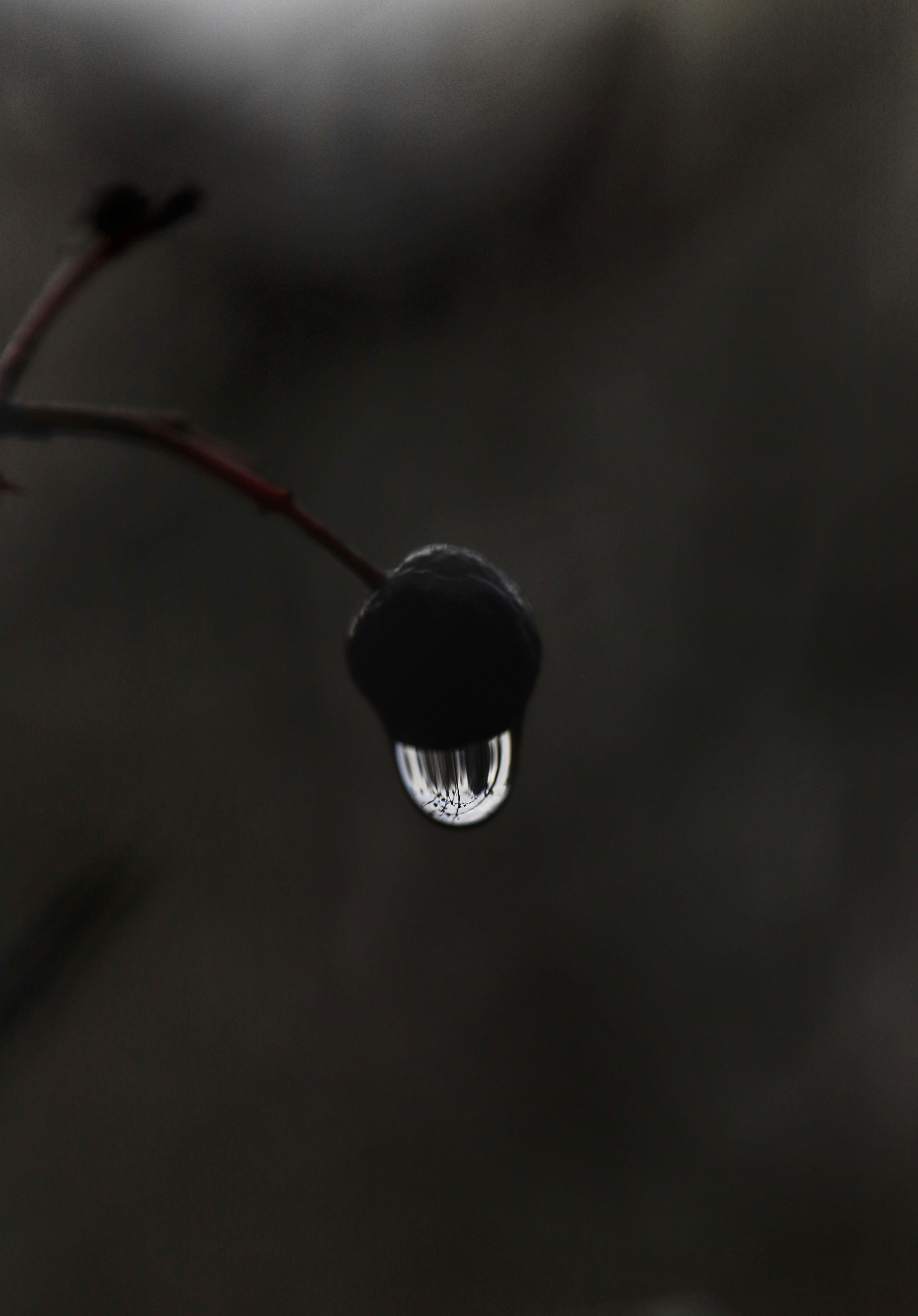 Suspended Pearl on a Bare Berry