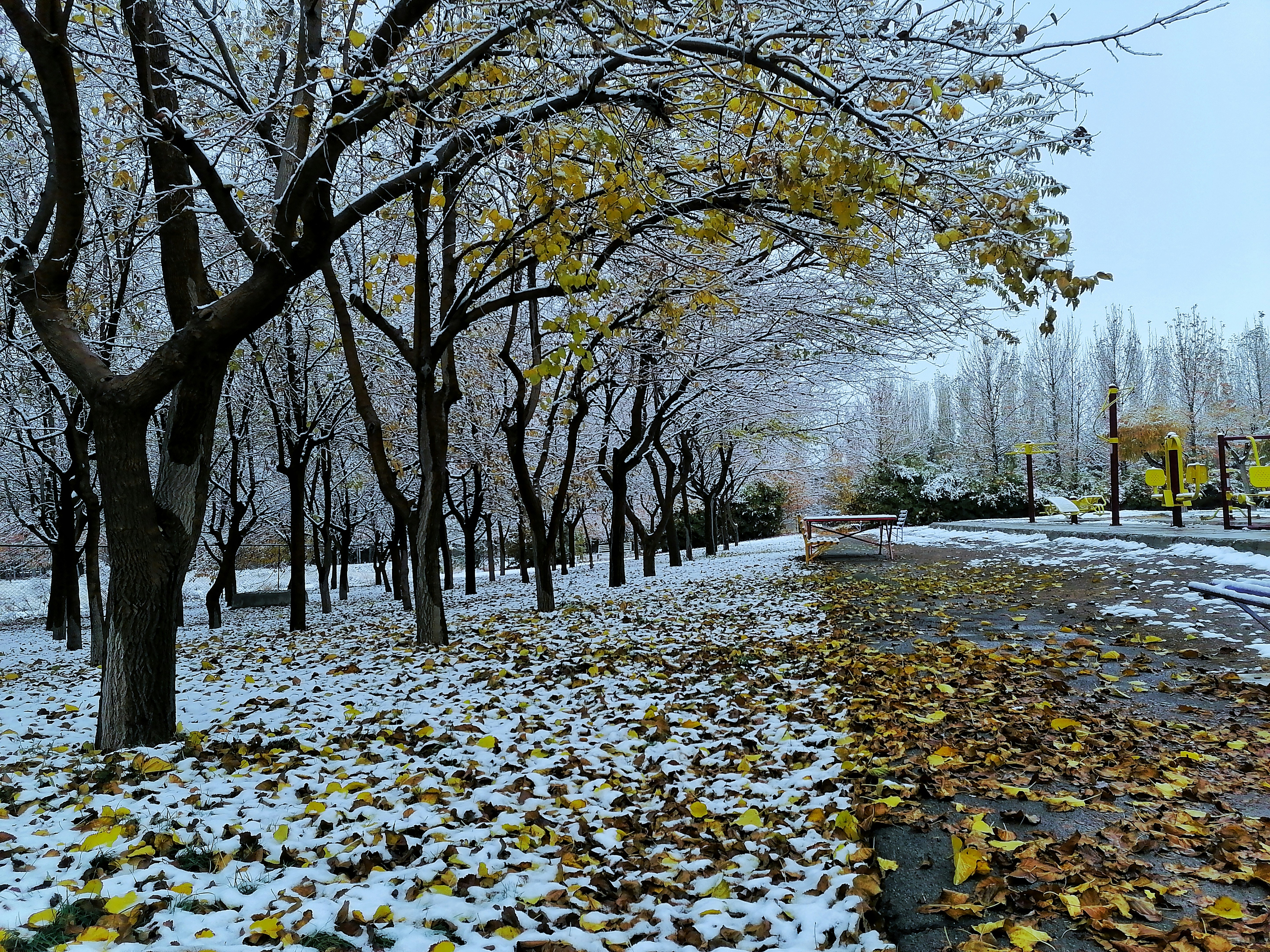 Snow-dusted park path lined with bare trees and scattered fallen leaves, with a bench and distant figures along the walkway.