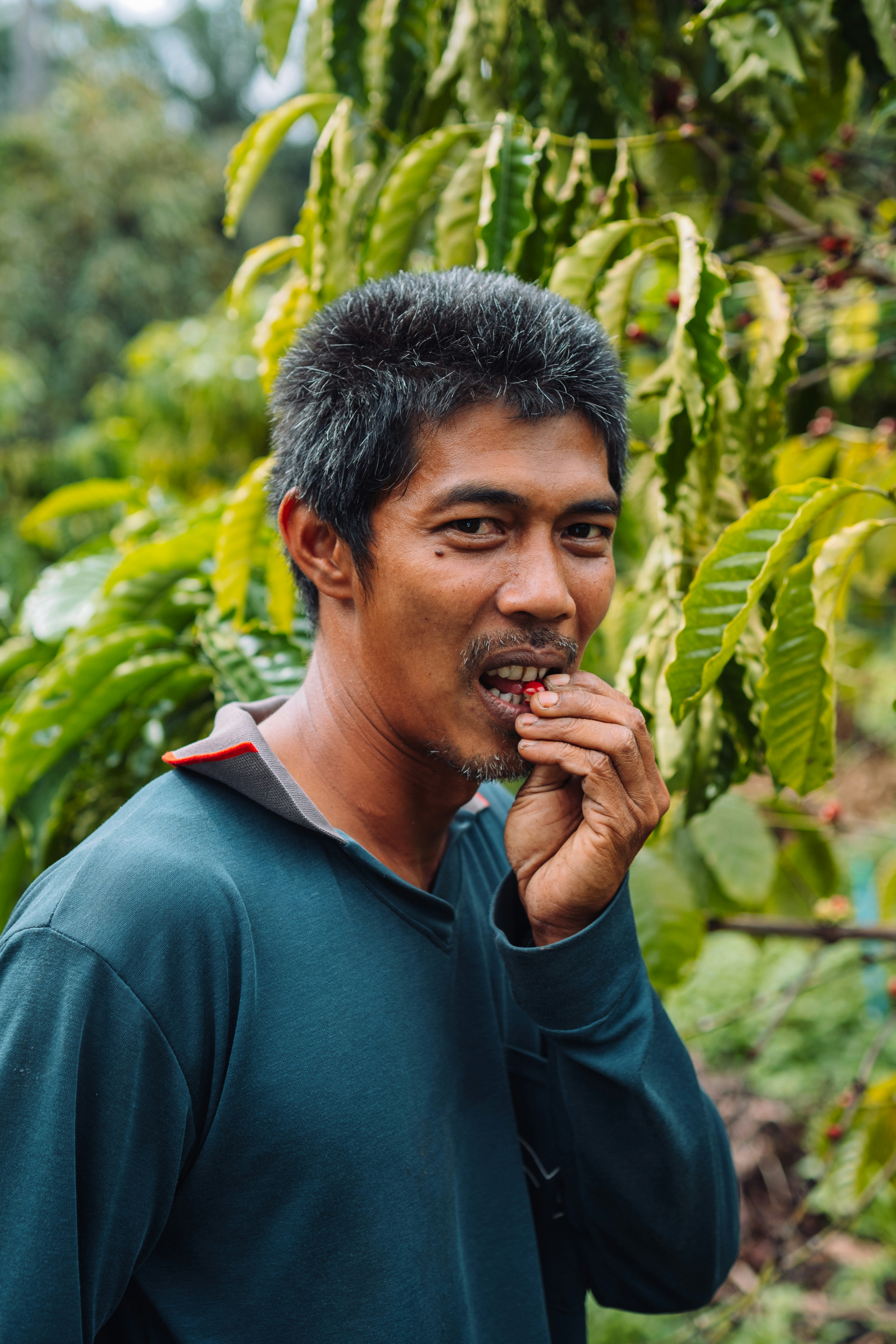 Coffee berries are sweet and tasty