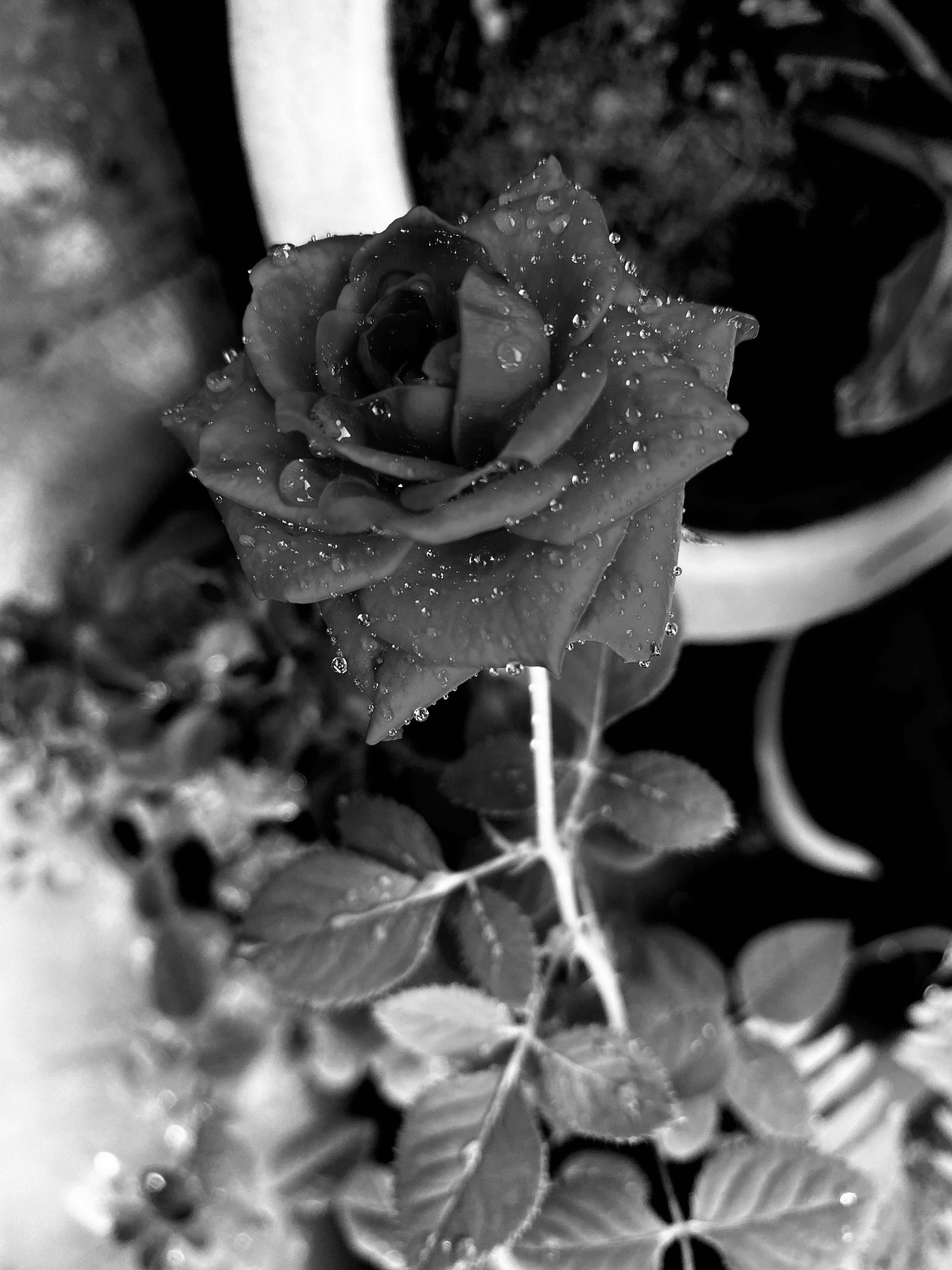 Roses photo shot on Apple iPhone 11 Pro