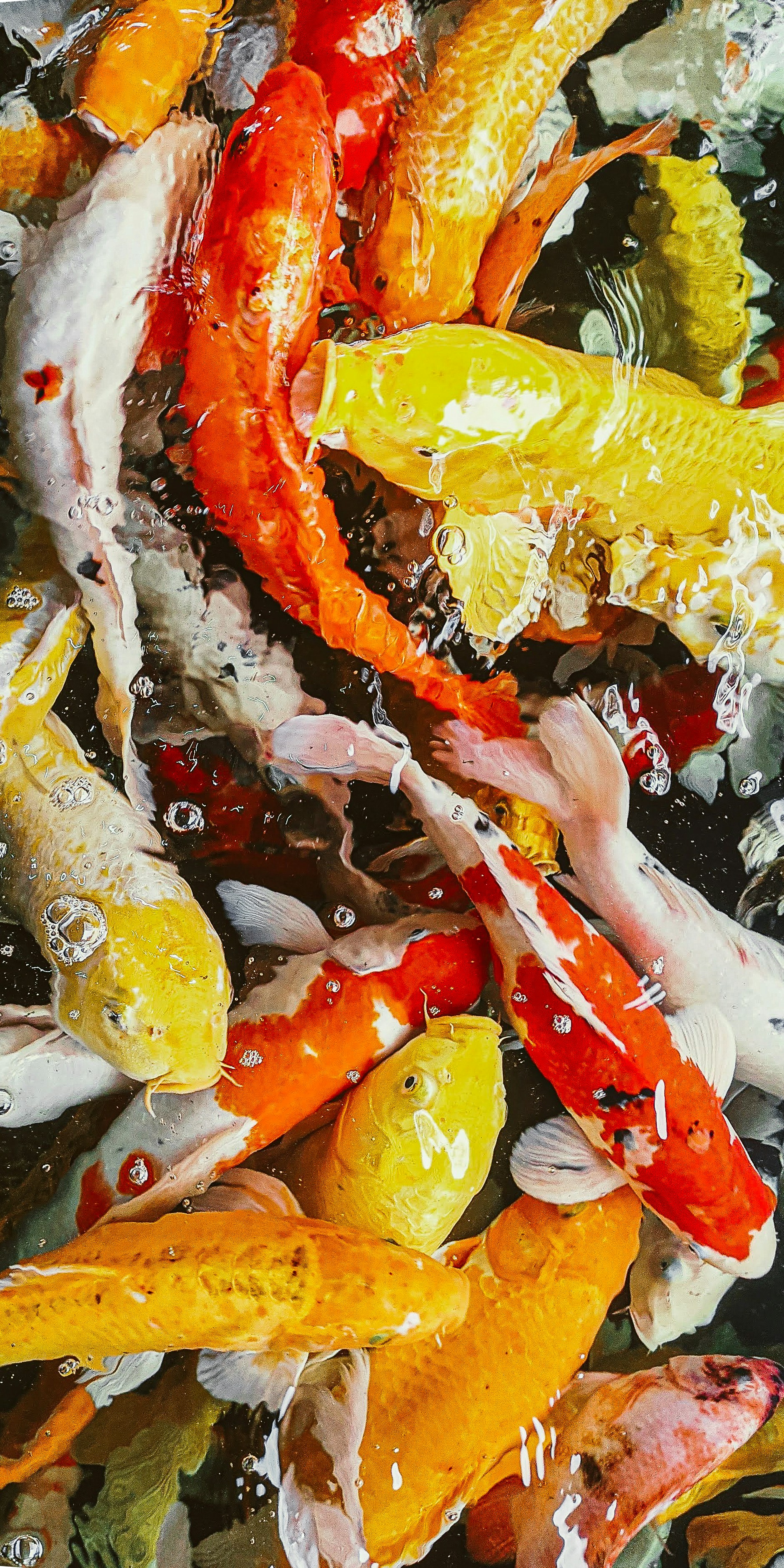 Vibrant koi fish swimming in a pond, showcasing a kaleidoscope of colors beneath the surface. Bubbles rise as they interact with the water.