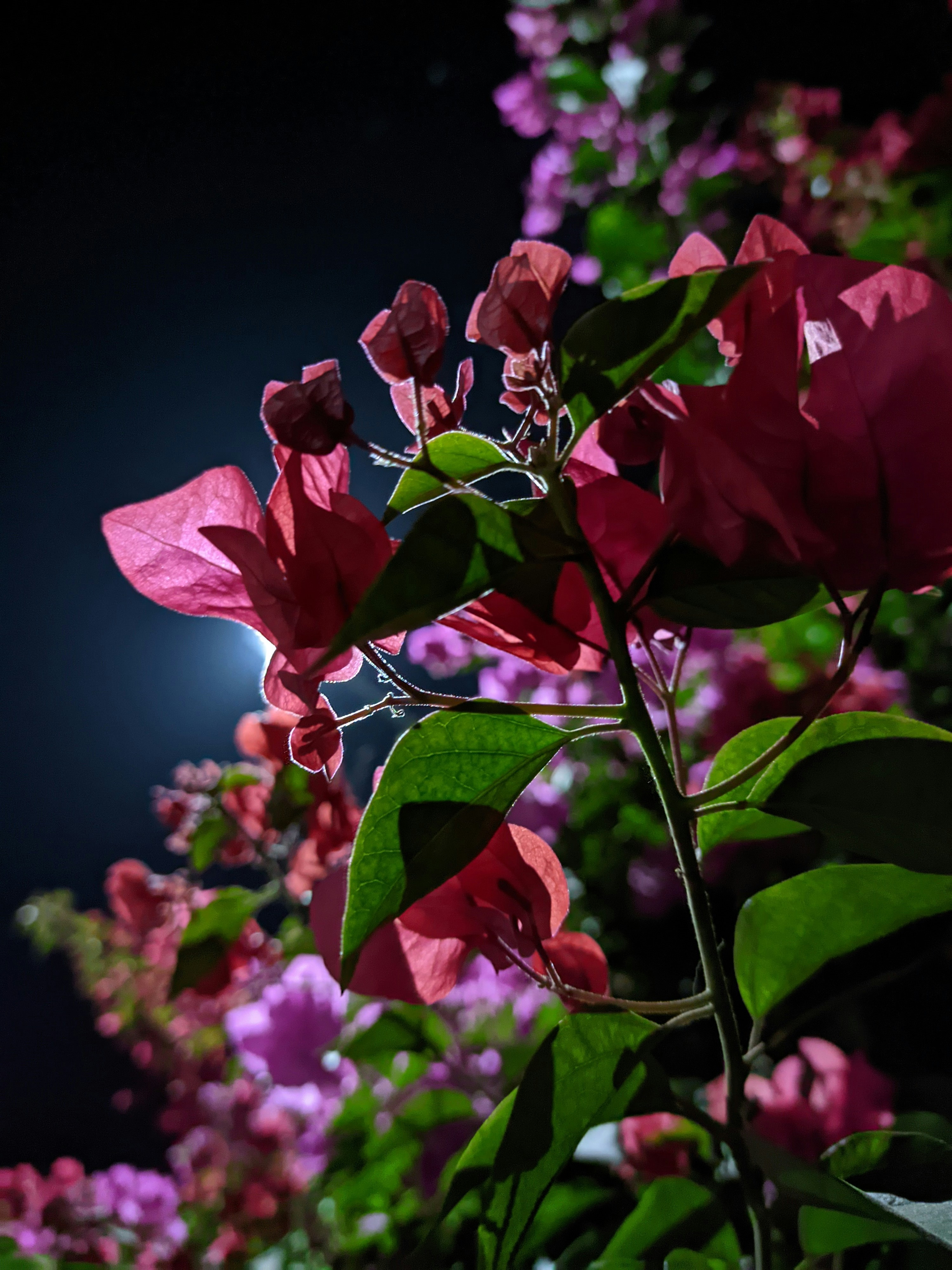 a bunch of flowers that are in the dark