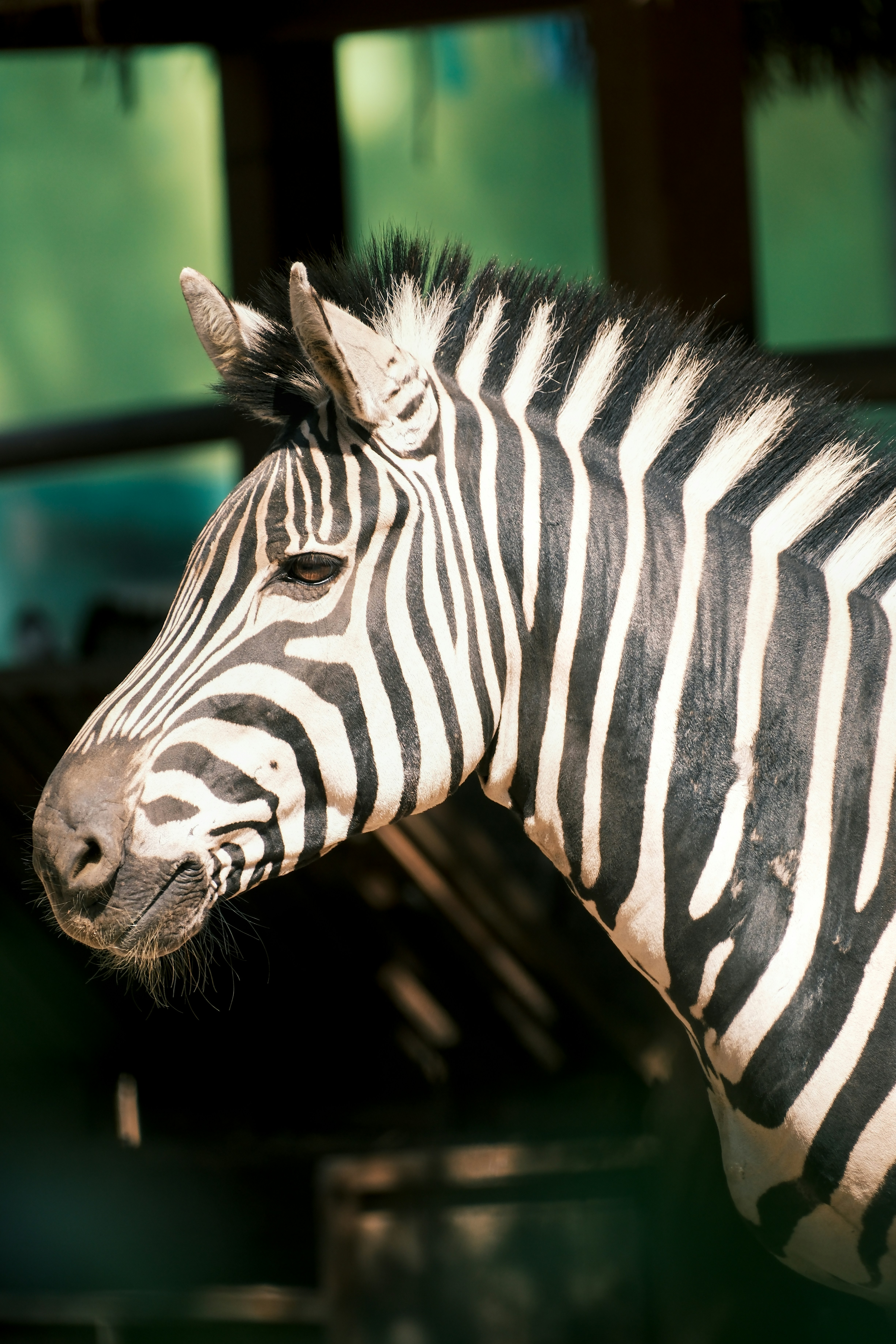 A close up of a zebra near a building photo – Free Animal Image on Unsplash