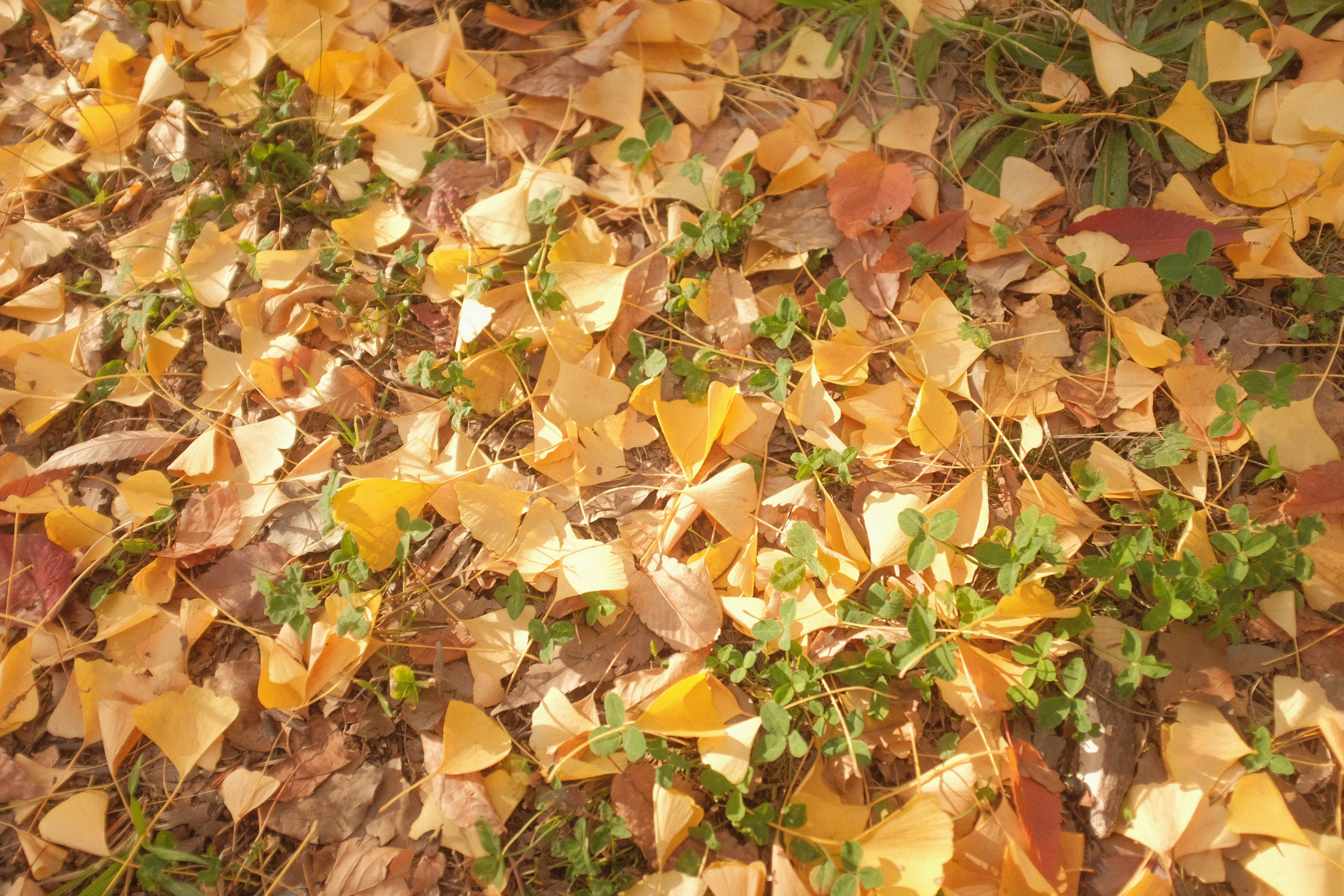 Photo by MAK with Fujifilm X100F