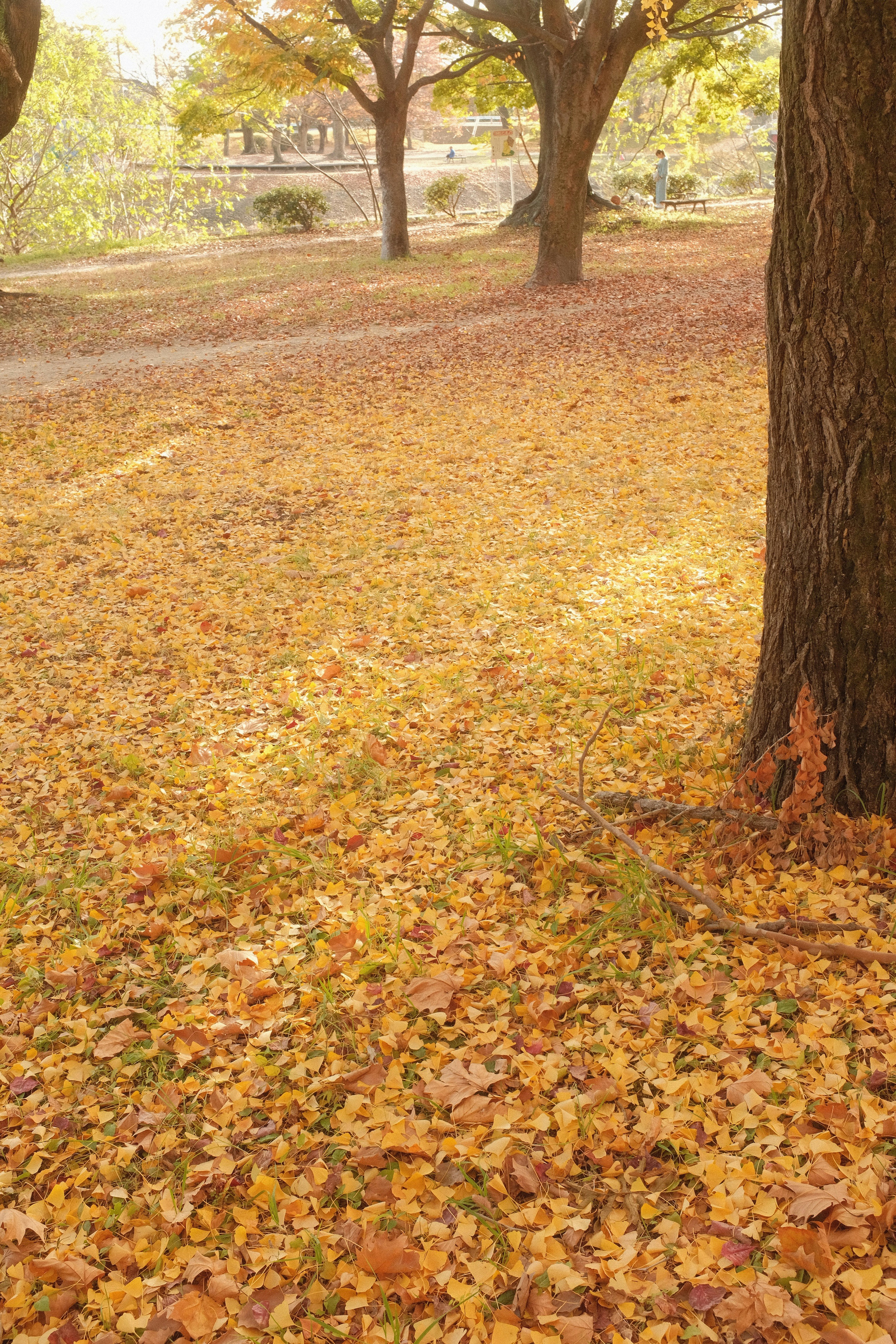 A fire hydrant sitting next to a tree in a park photo – Free Tree Image ...