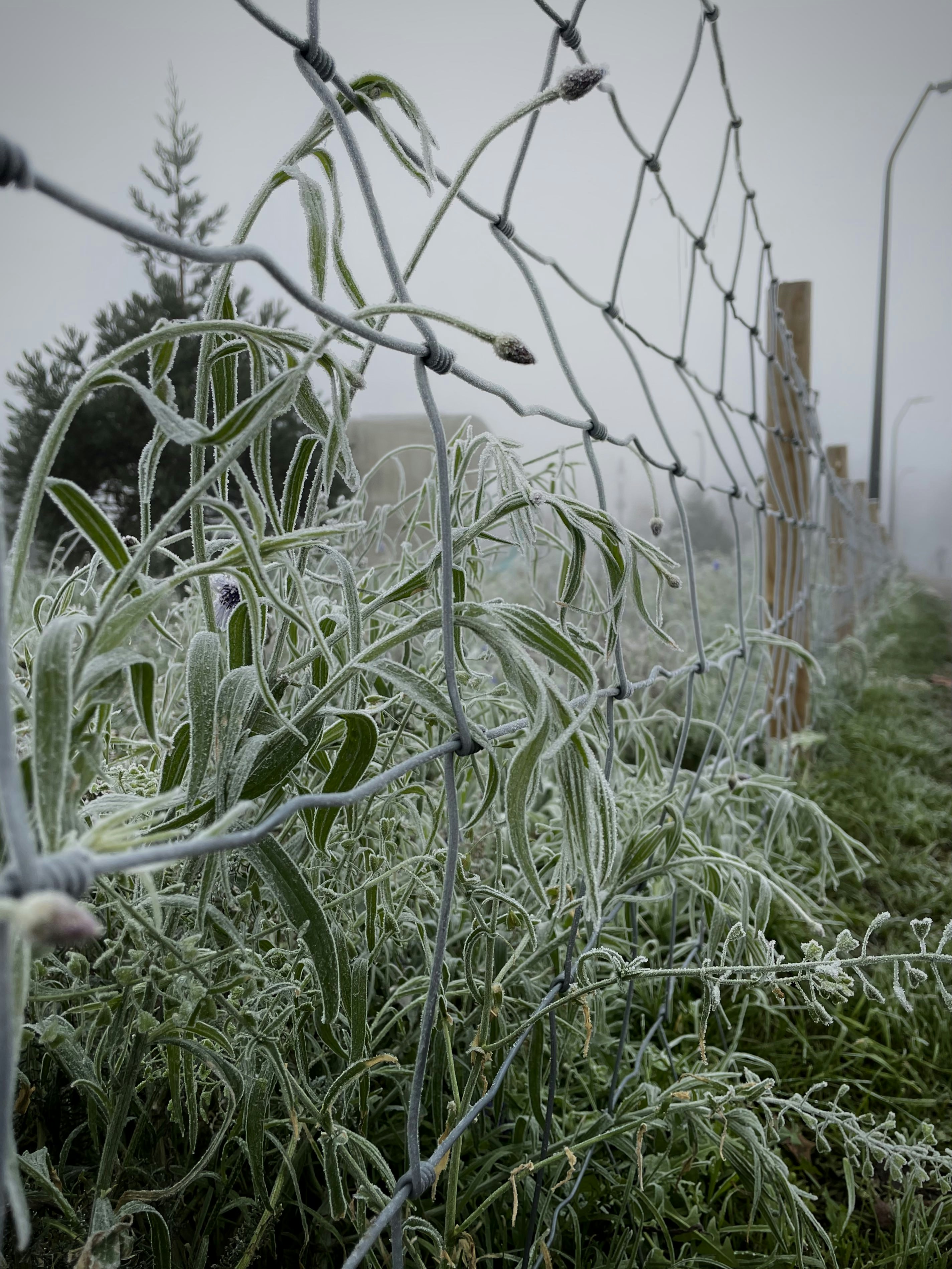 Frost-Laced Fence: Entangled Grasses at the Edge of Winter