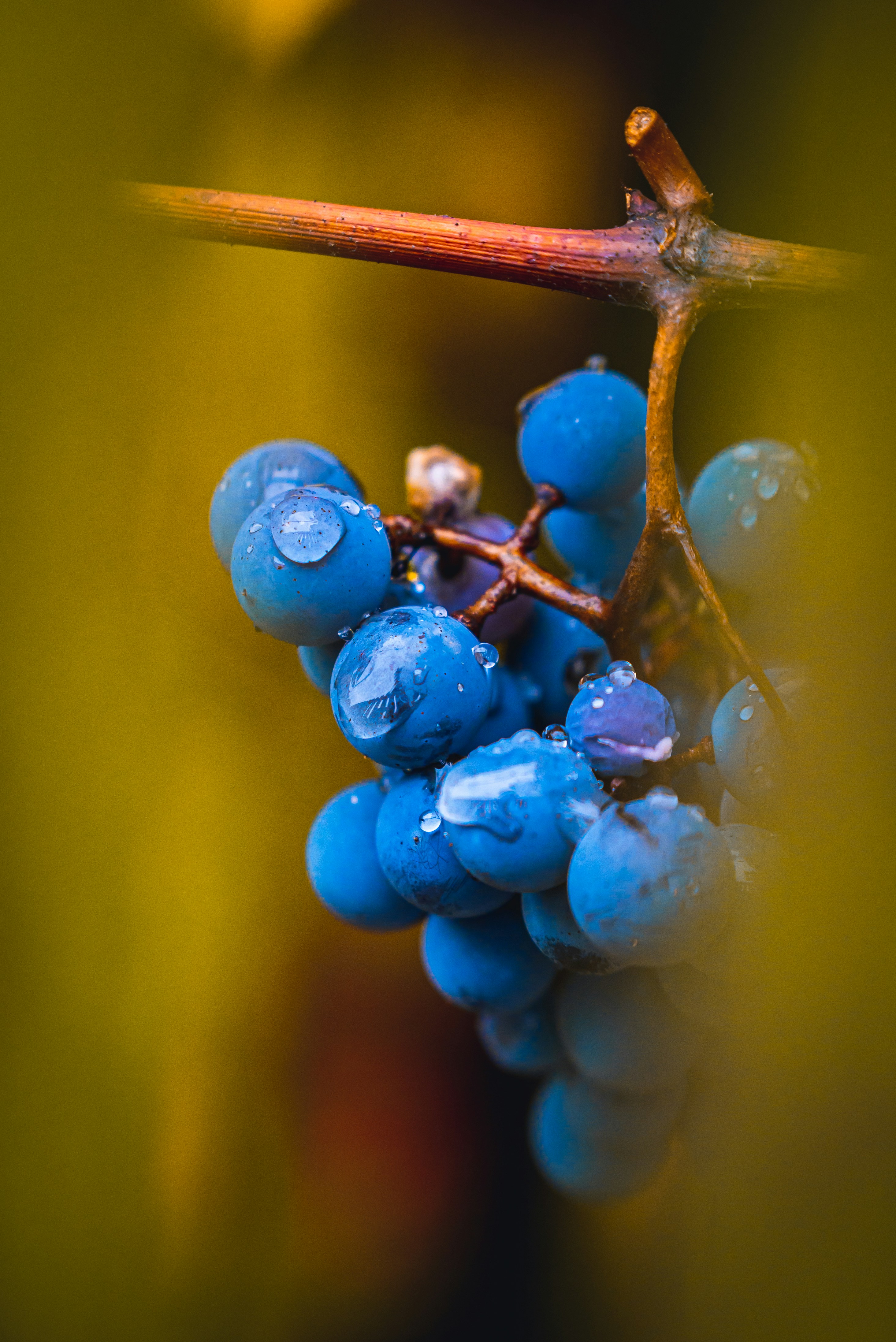 Gros plan d’une grappe de raisin photo – Image gratuite de Raisins sur ...