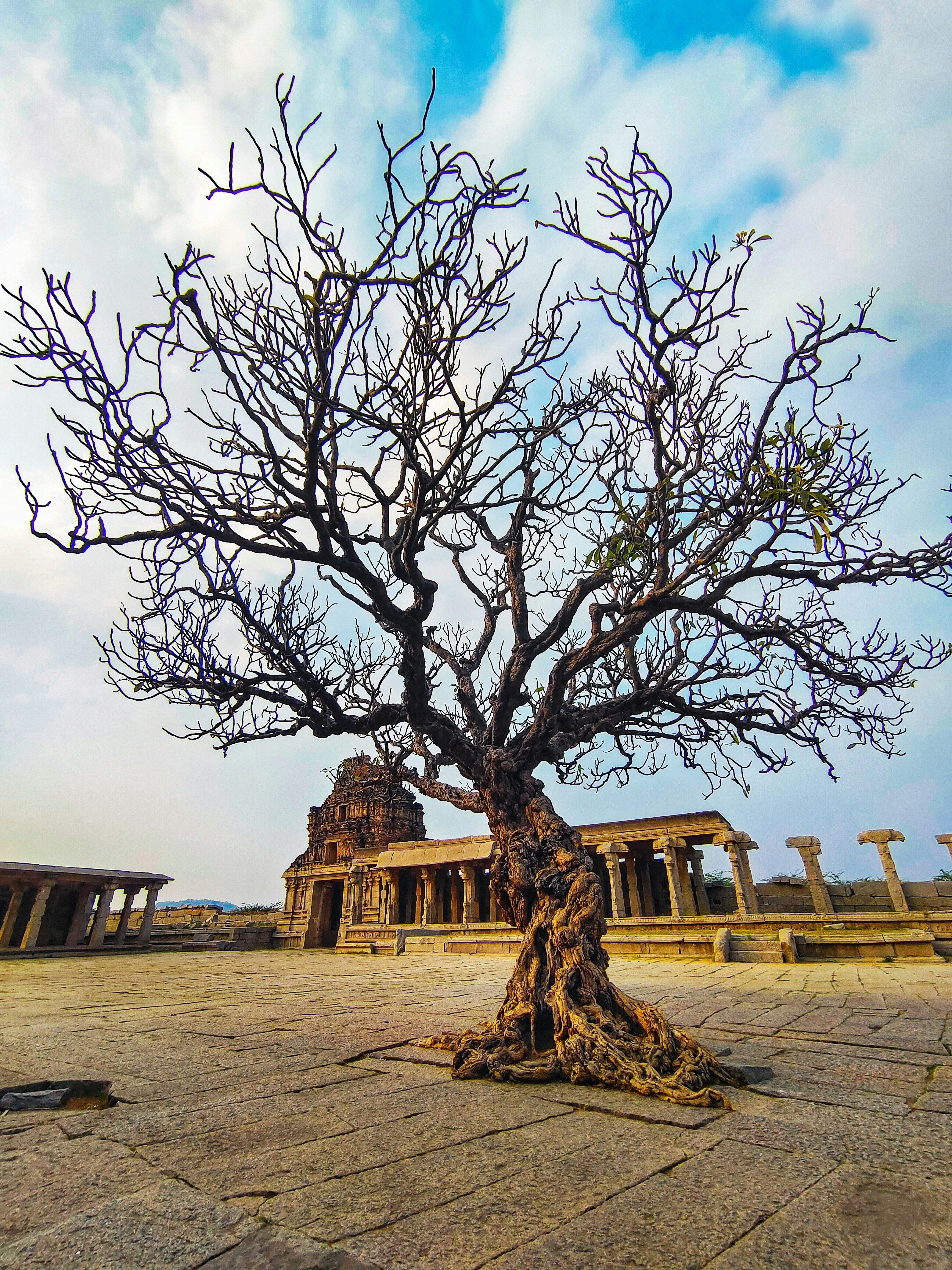 A tree with no leaves in front of a building photo – Free Hampi Image ...
