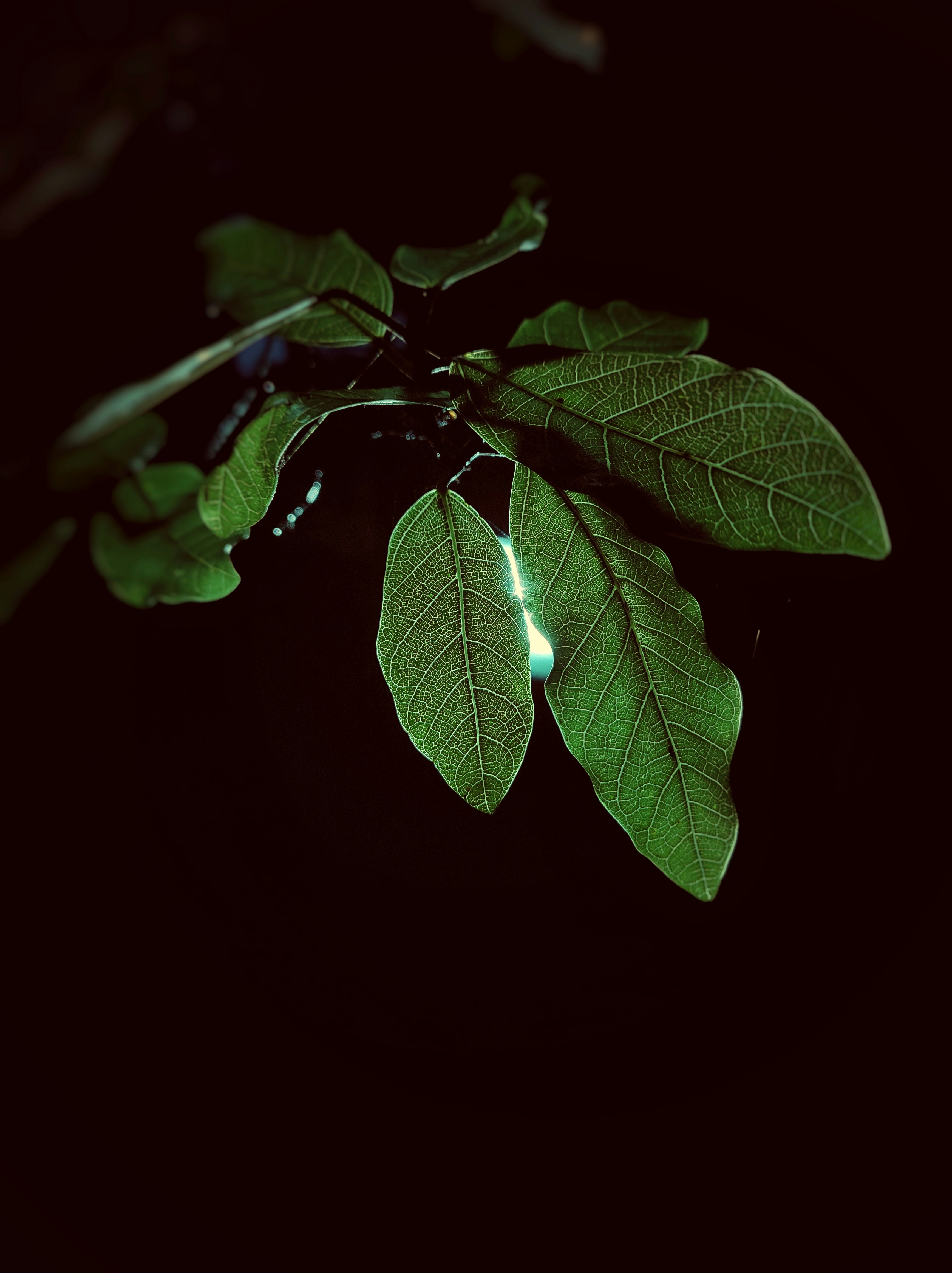 Close-up of vibrant green leaves illuminated against a dark background, showcasing intricate vein patterns and droplets of water.