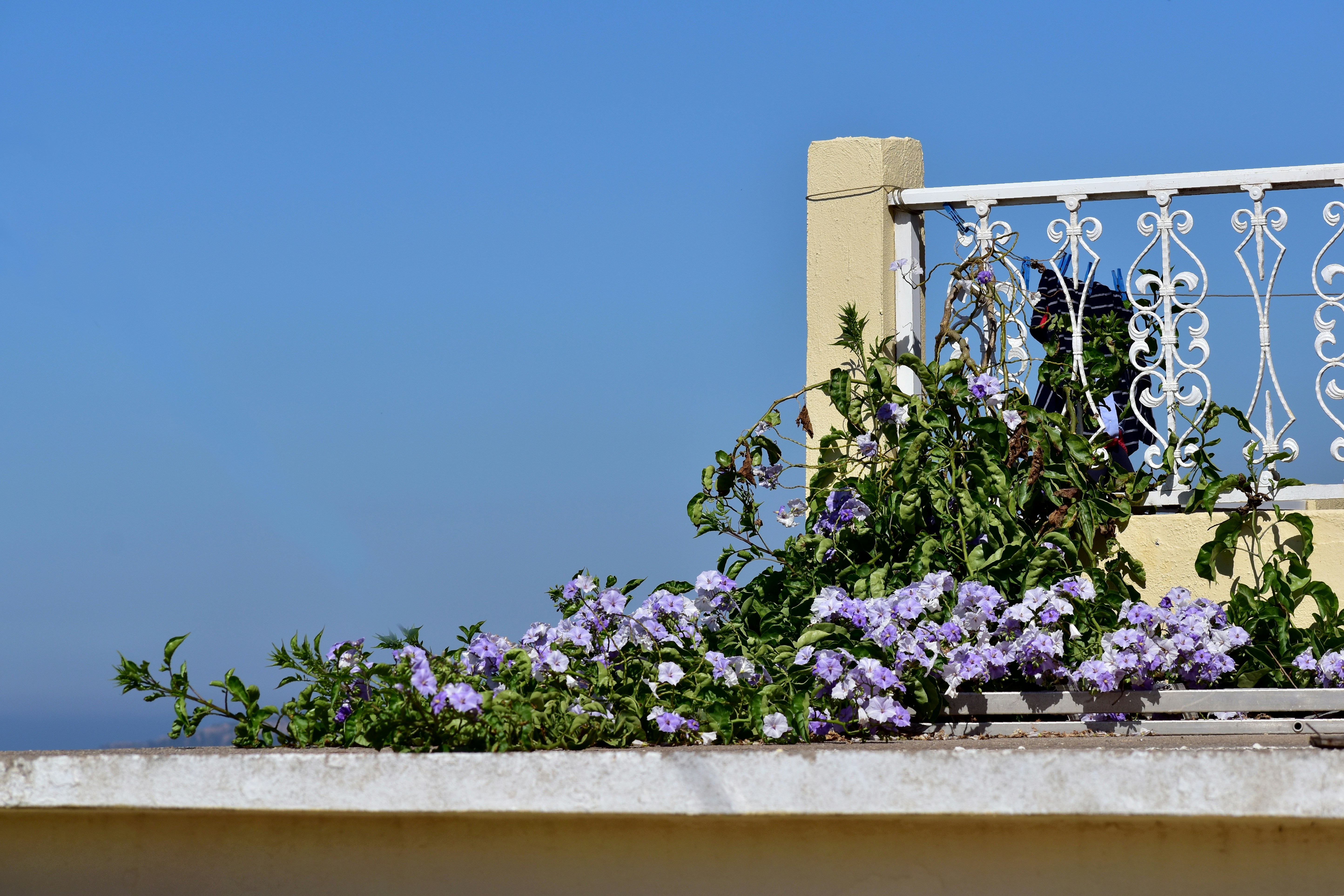 A balcony with purple flowers and a wrought iron railing photo – Free ...