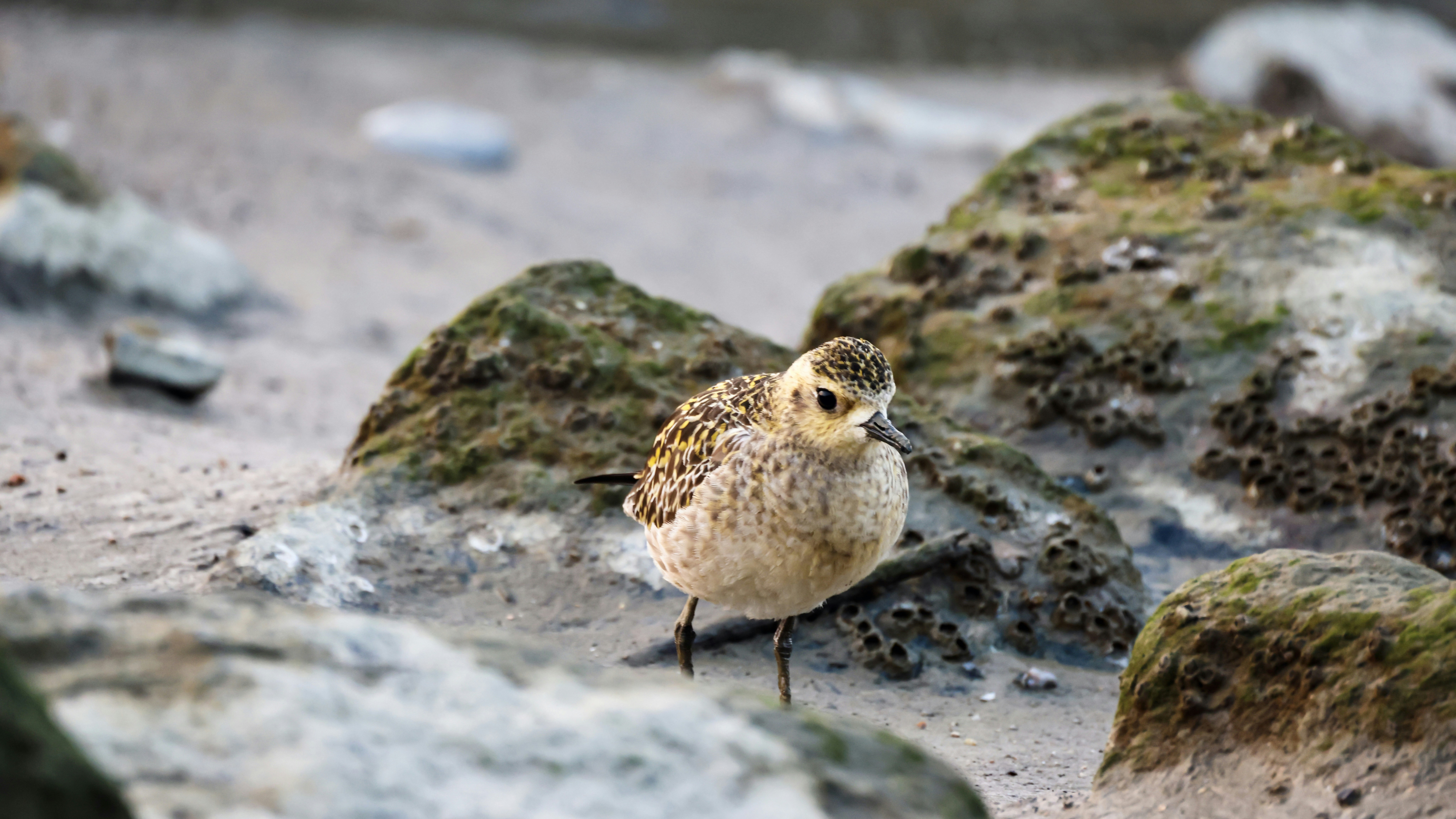 Tiny Shorebird Standing Amid Mossy Rocks by the Tidal Sand