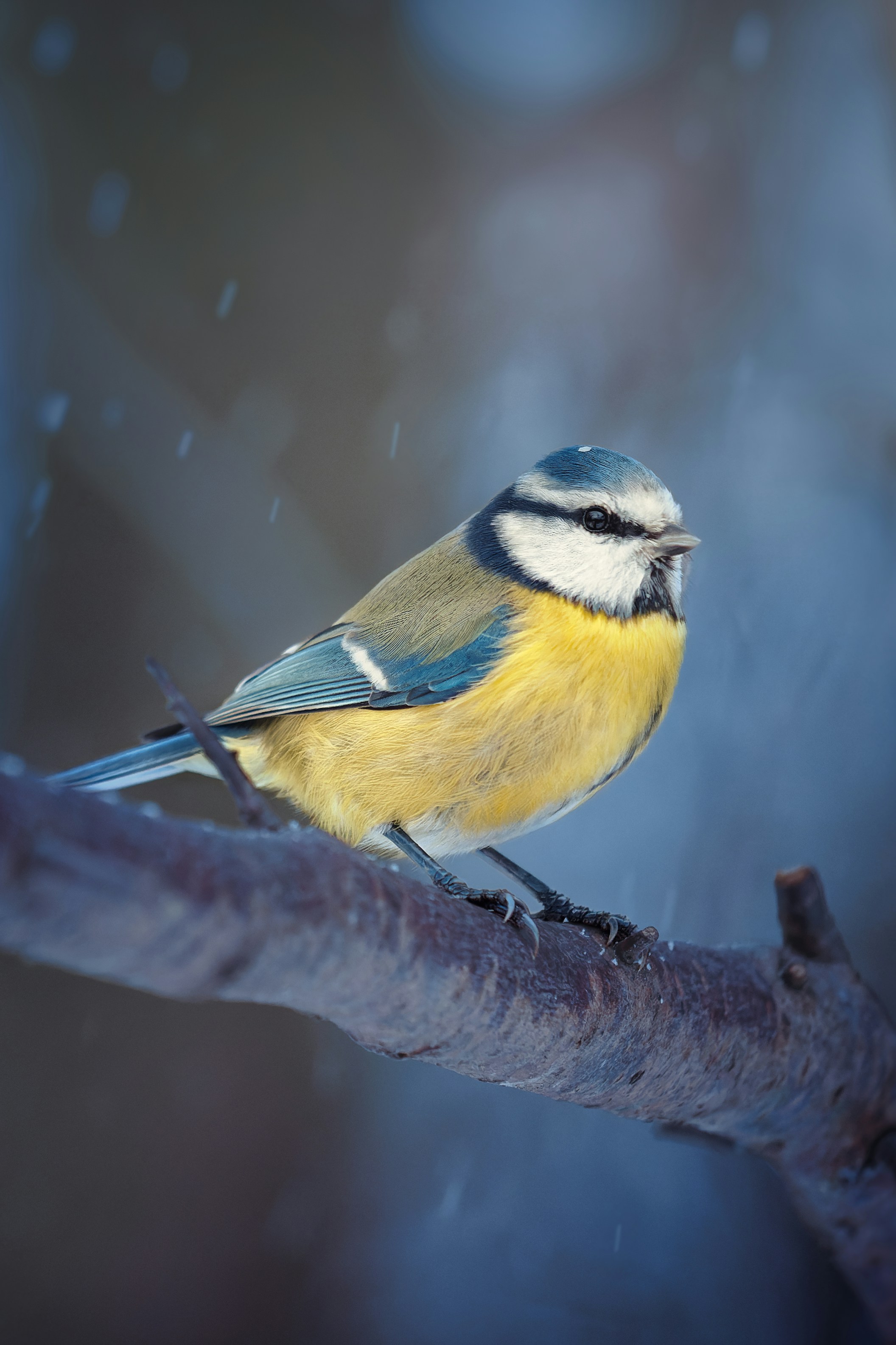 A blue tit perched on a branch, surrounded by softly falling snowflakes in a serene winter setting.