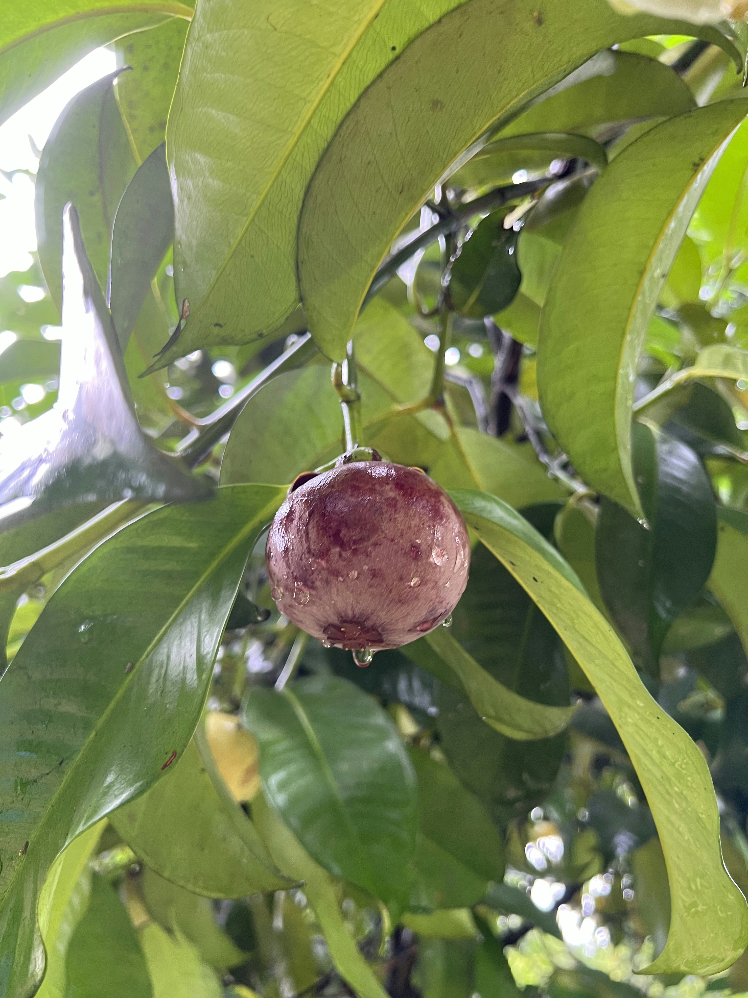 Crimson Pendant Among Glossy Leaves