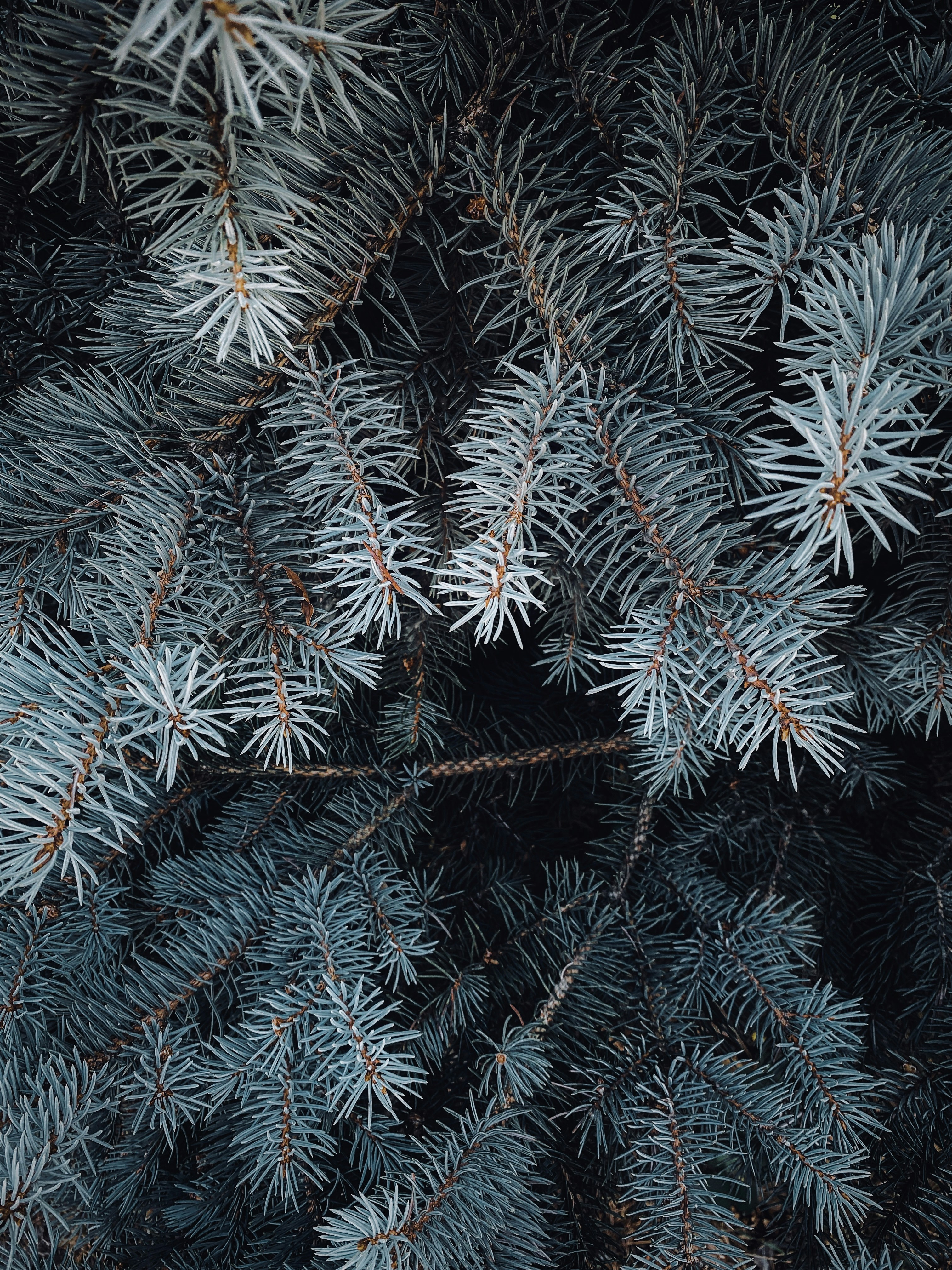 A close up of a pine tree branch photo – Free Backgrounds Image on Unsplash
