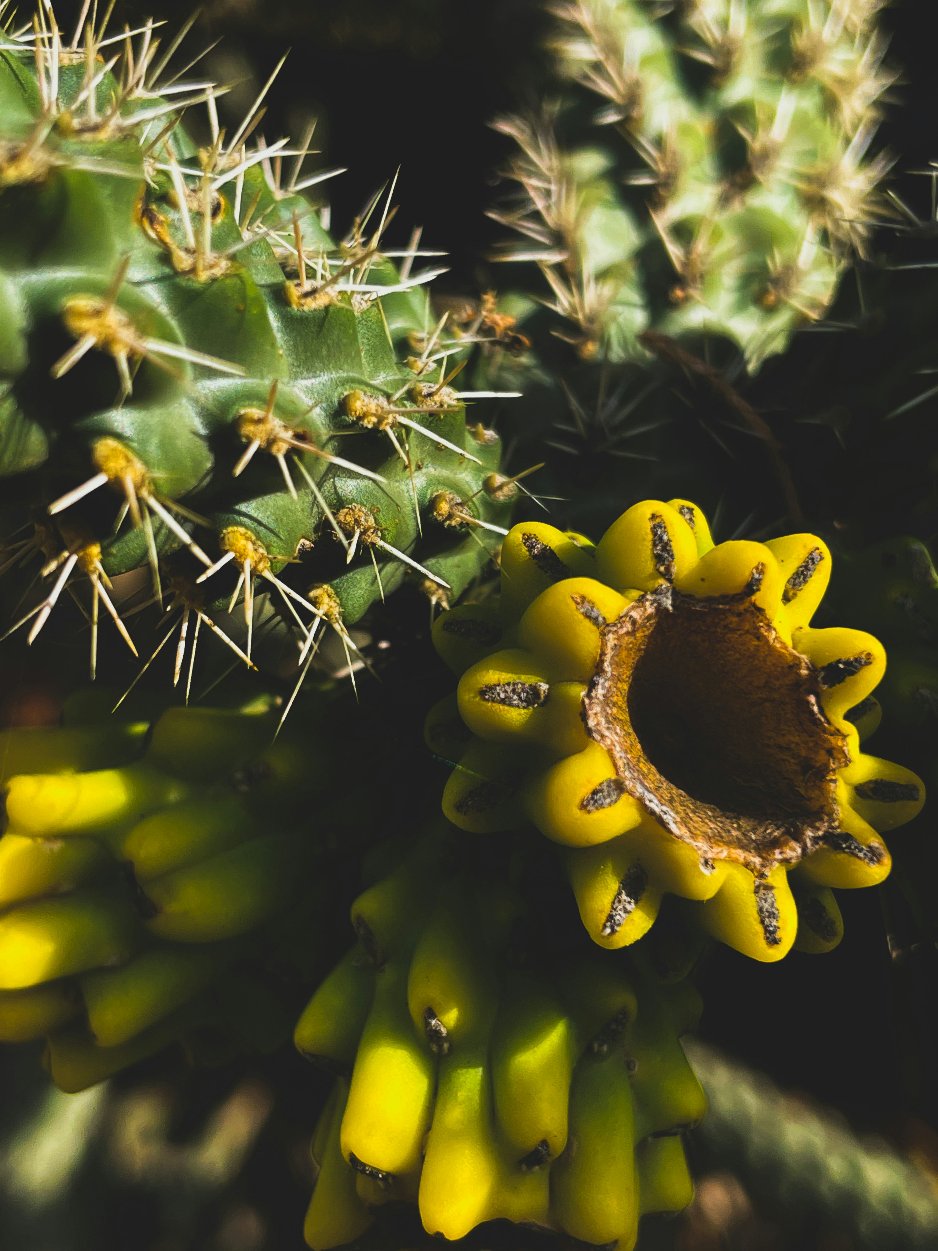 Close-up of vibrant yellow cactus flowers surrounded by green spines and limbs. The intricate details highlight the unique textures and colors of the desert flora.