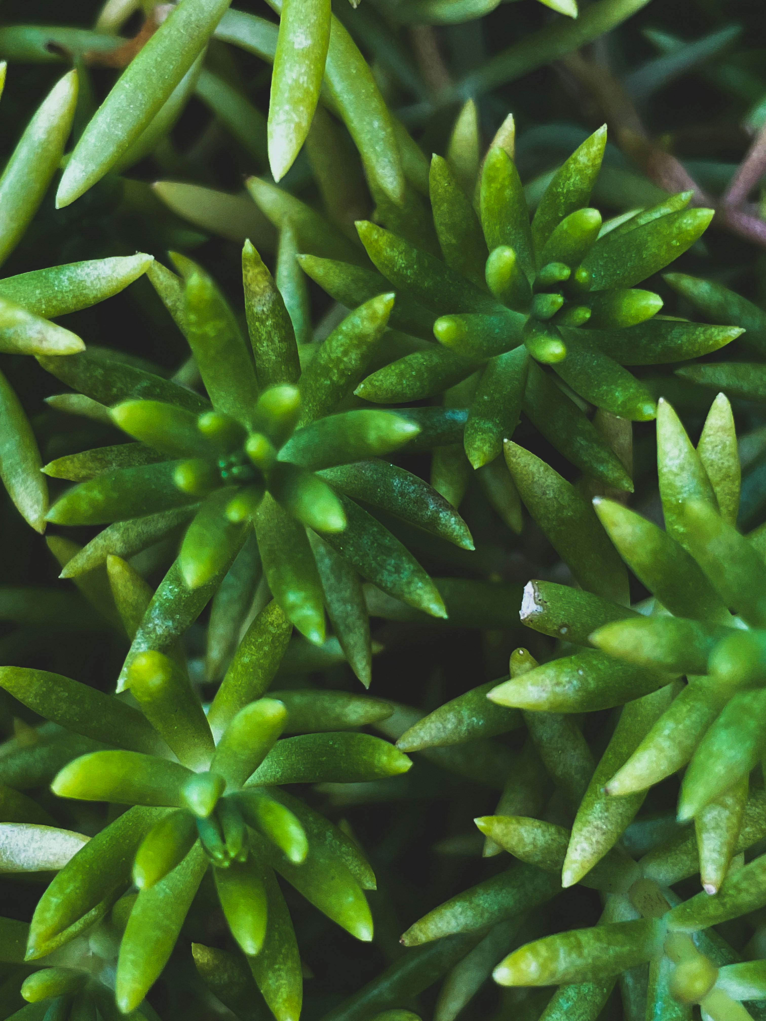 A close up of a bunch of green plants photo – Free Plant Image on Unsplash
