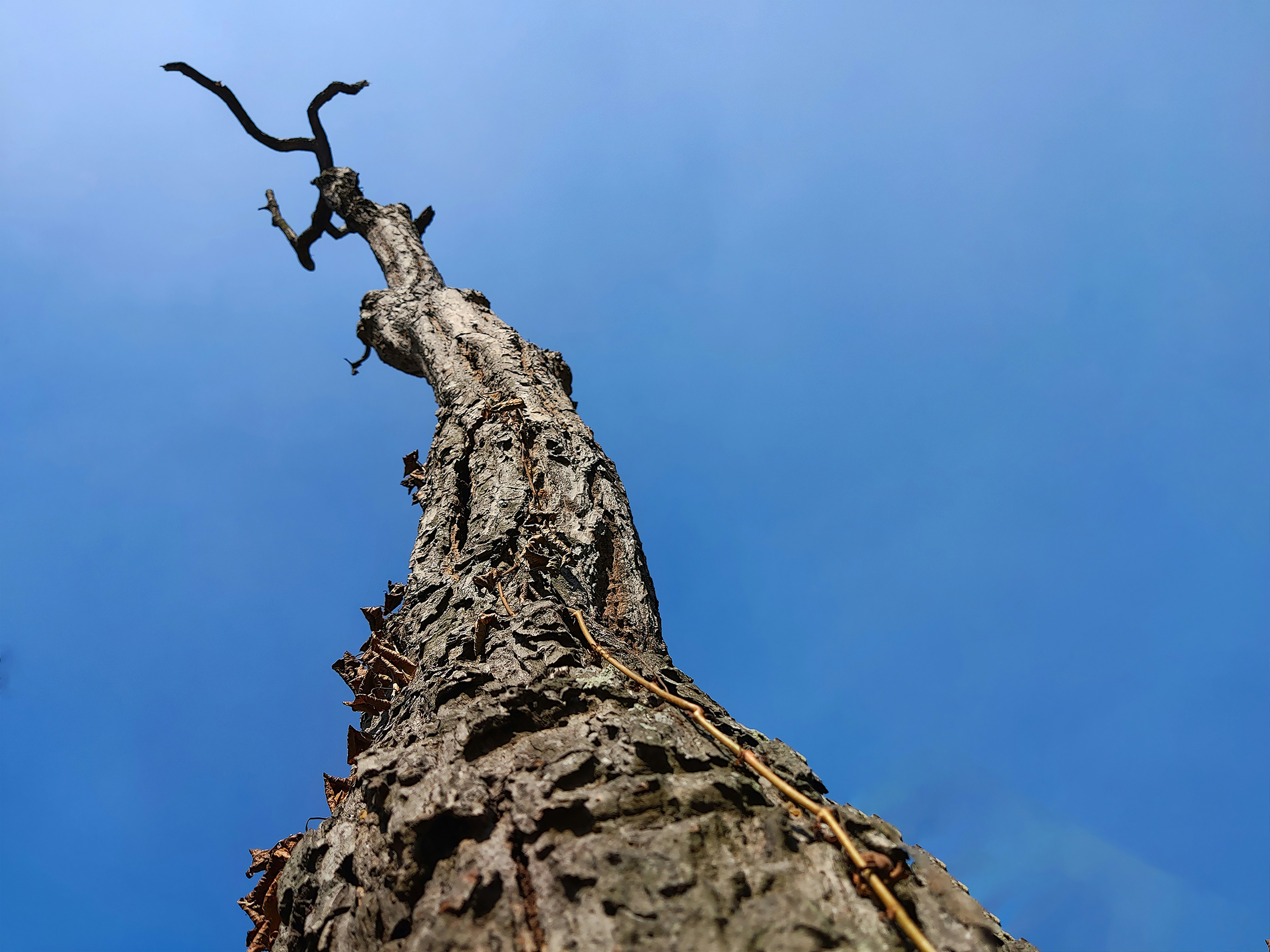A tree trunk with a branch sticking out of it photo – Free Bhawal ...