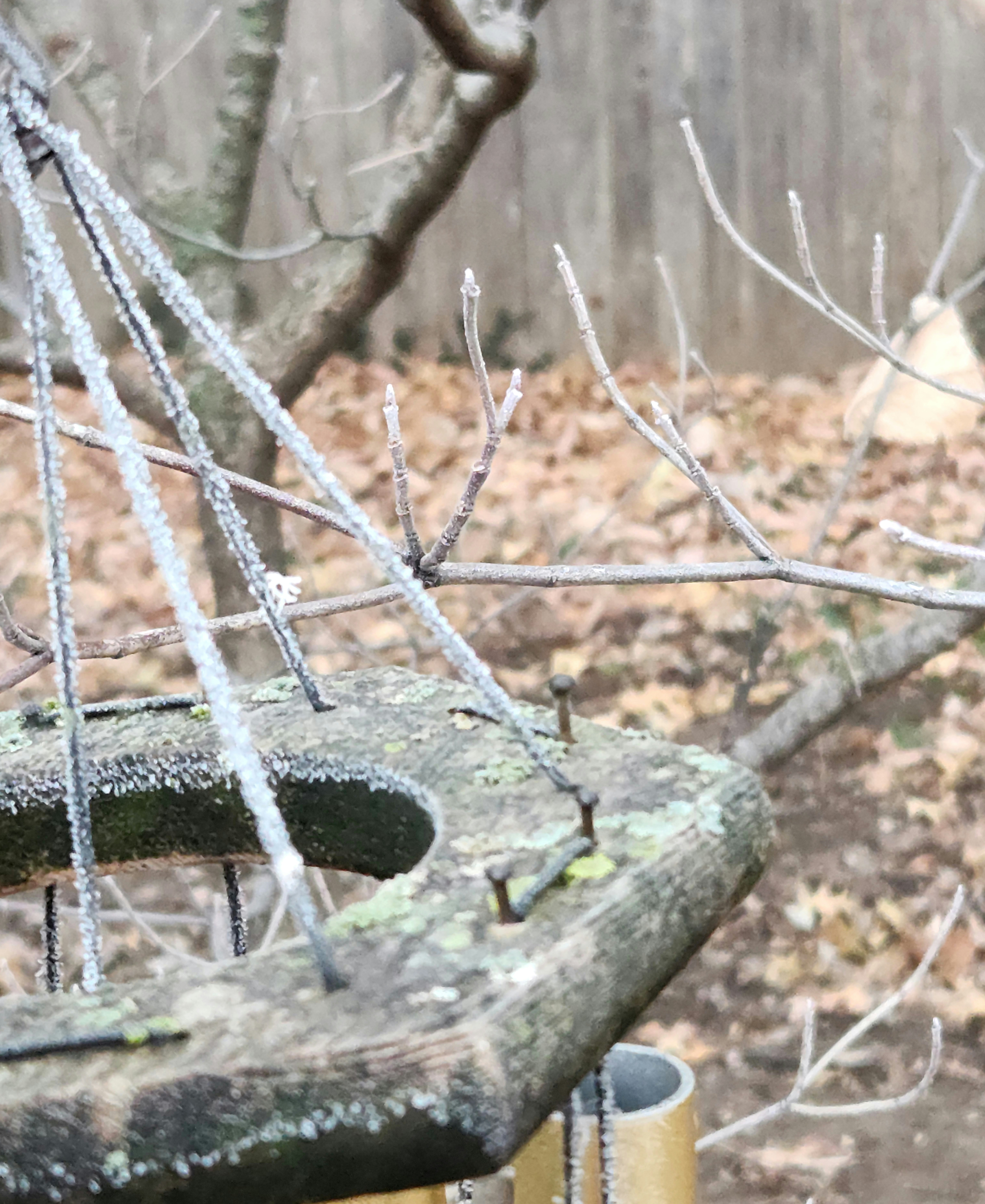 Frost coats bare branches above a weathered wooden bird feeder in a quiet winter yard.