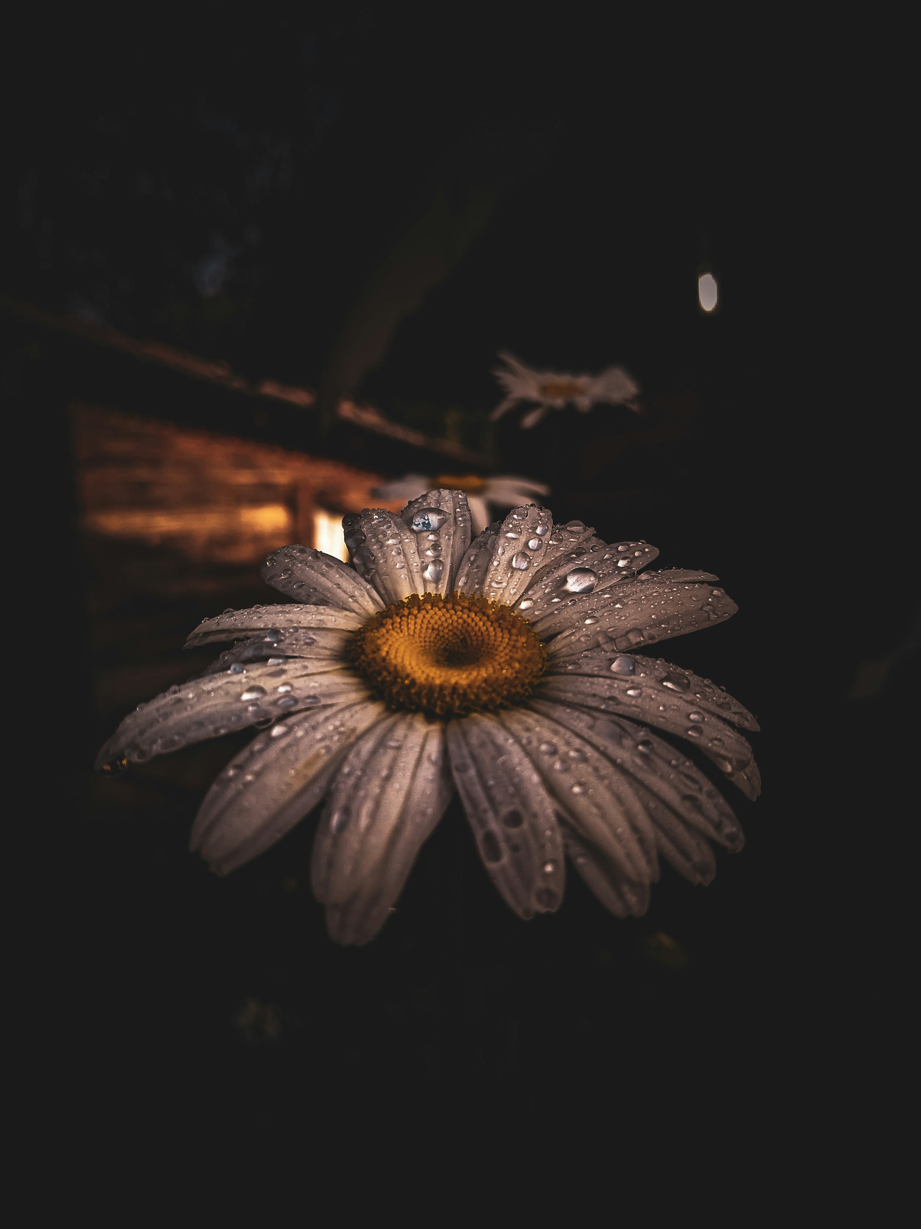 Dew-Kissed Daisy in Velvet Night
