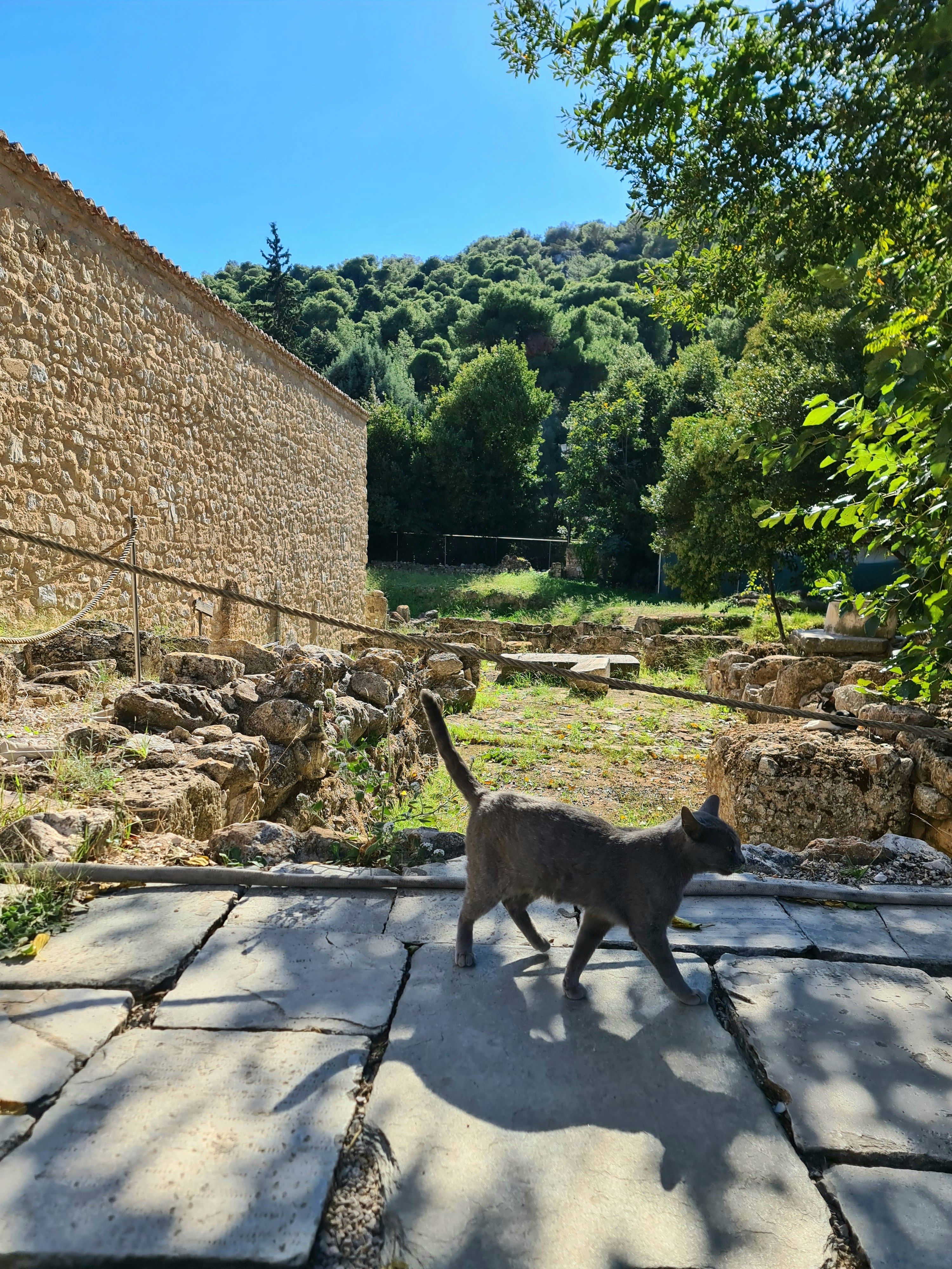 a cat walking across a stone walkway next to a stone wall