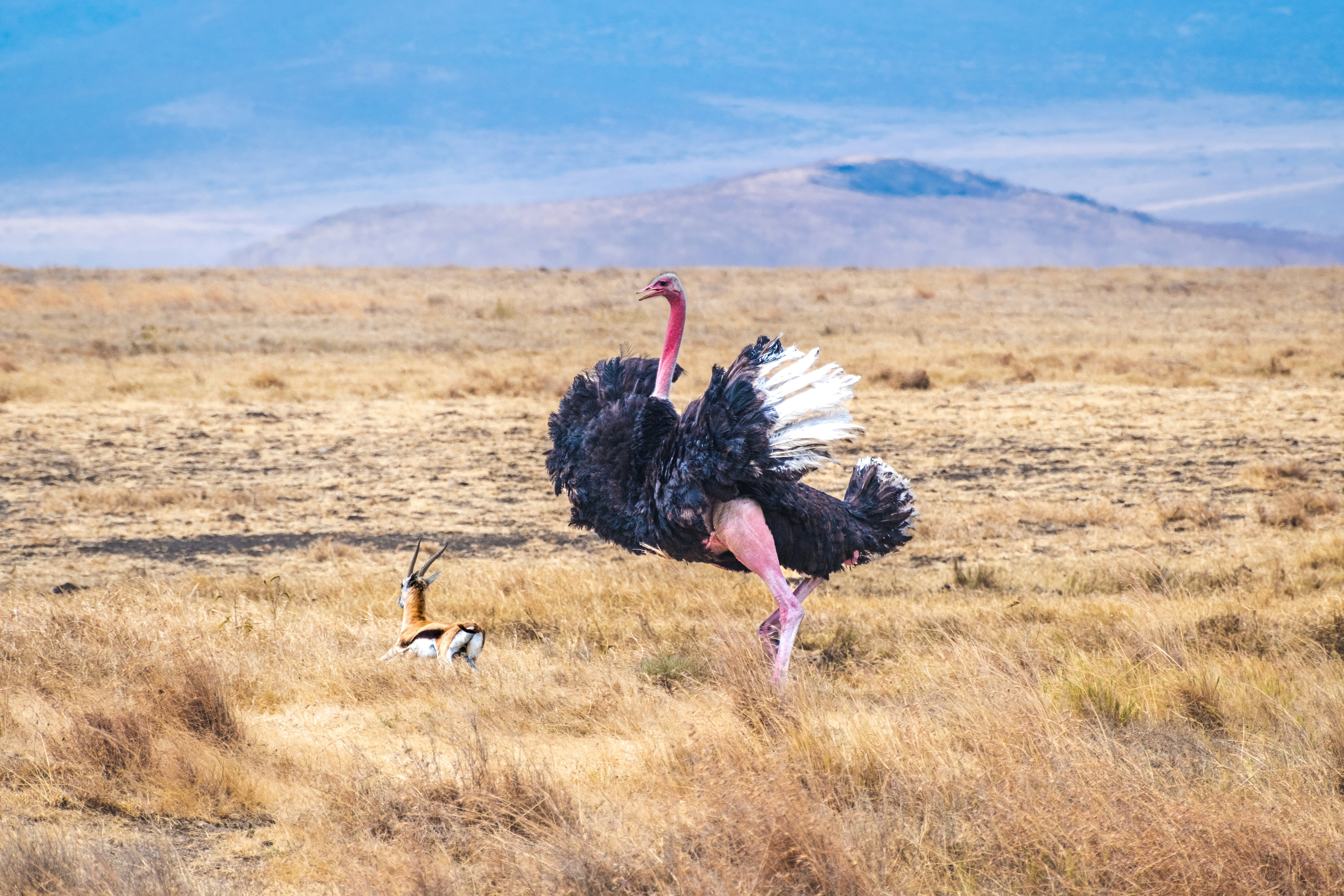 Pink-Necked Sentinel on the Dry Plains