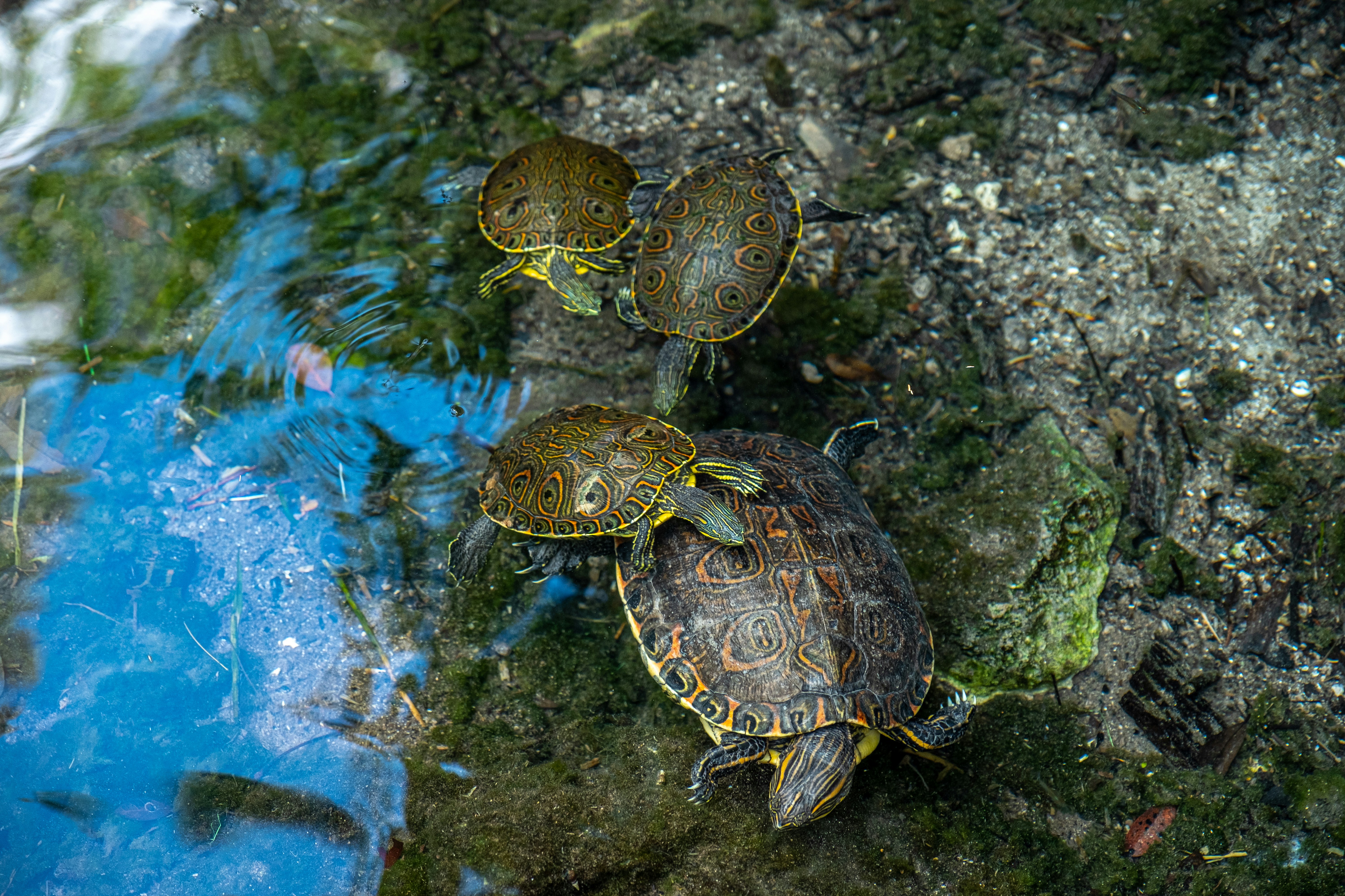 A group of turtles swimming in a pool of water photo – Free Tulum Image ...