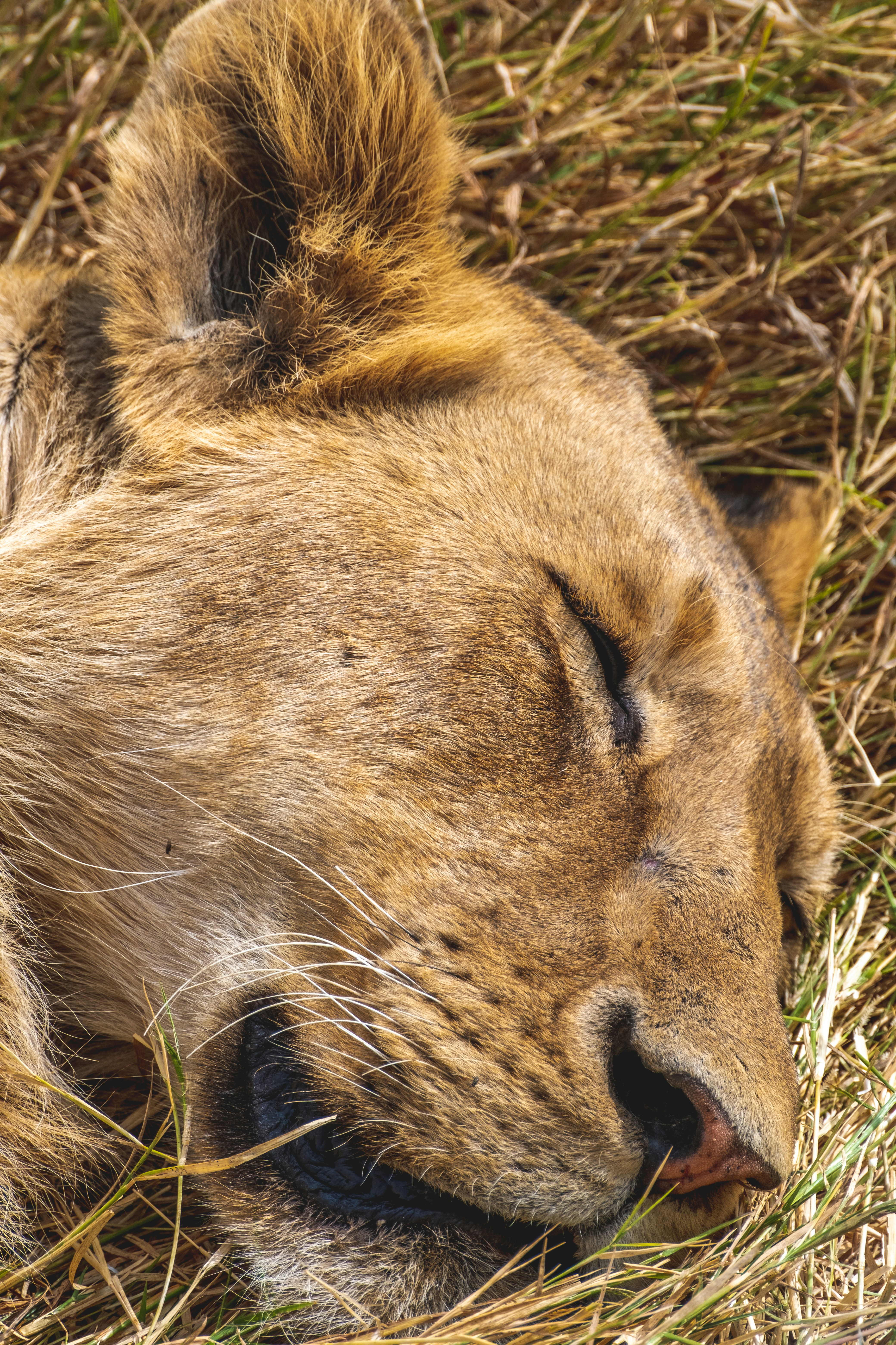 Golden Slumber: A Lioness Resting in Amber Grass