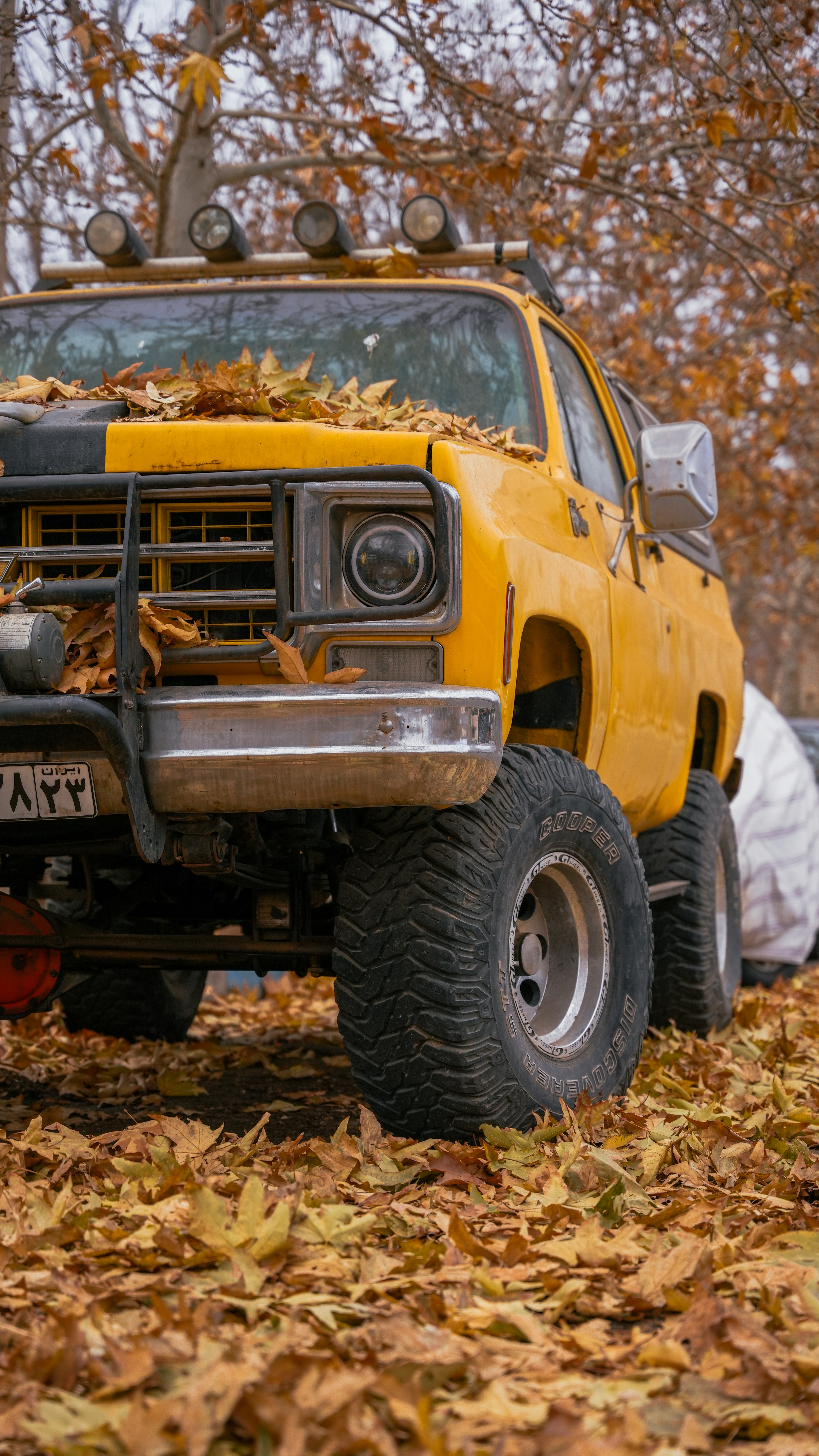 Yellow Beast in Autumn's Carpet