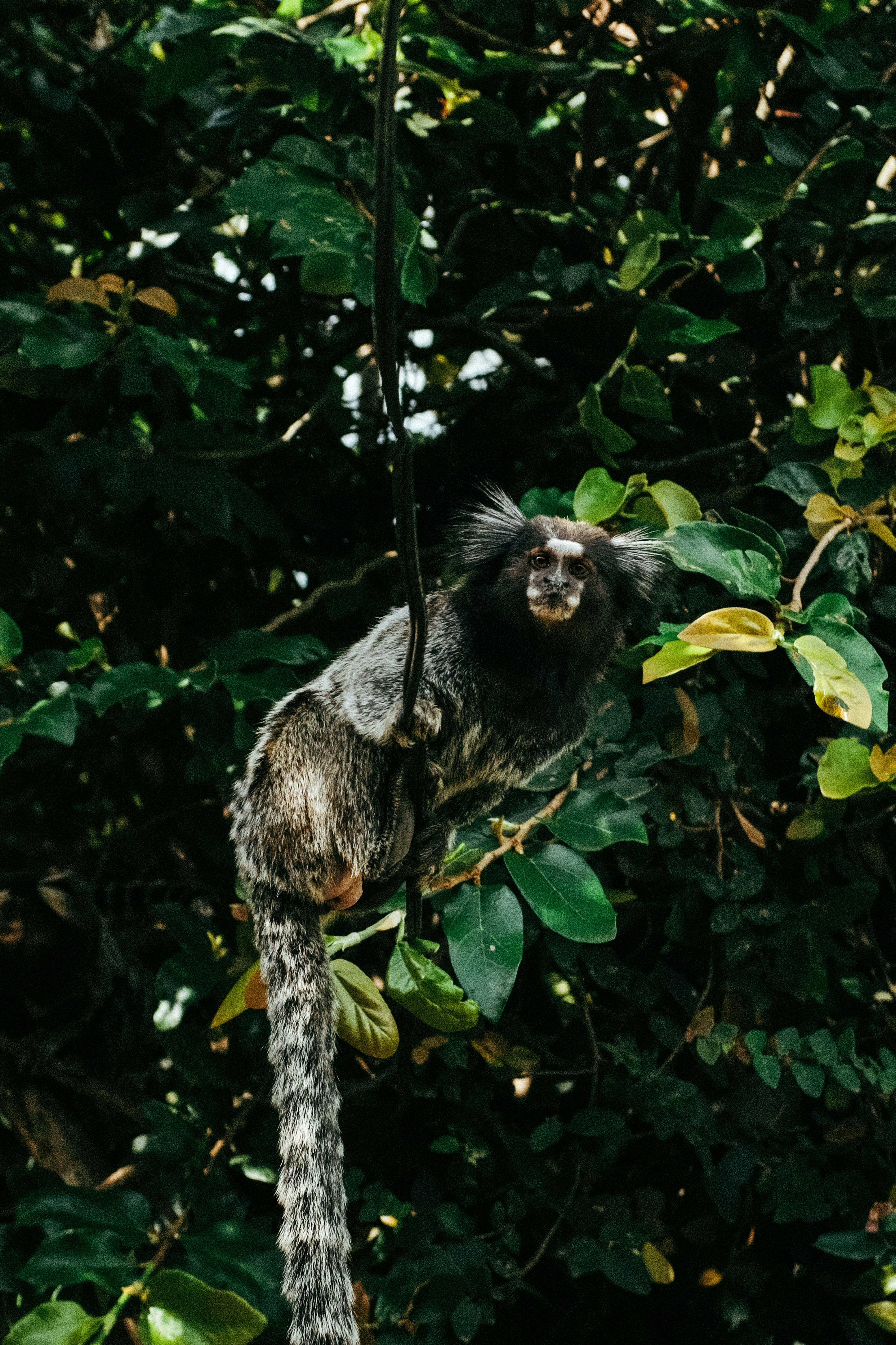 Foto Un mono colgando de una cuerda en un árbol – Imagen Mamífero ...