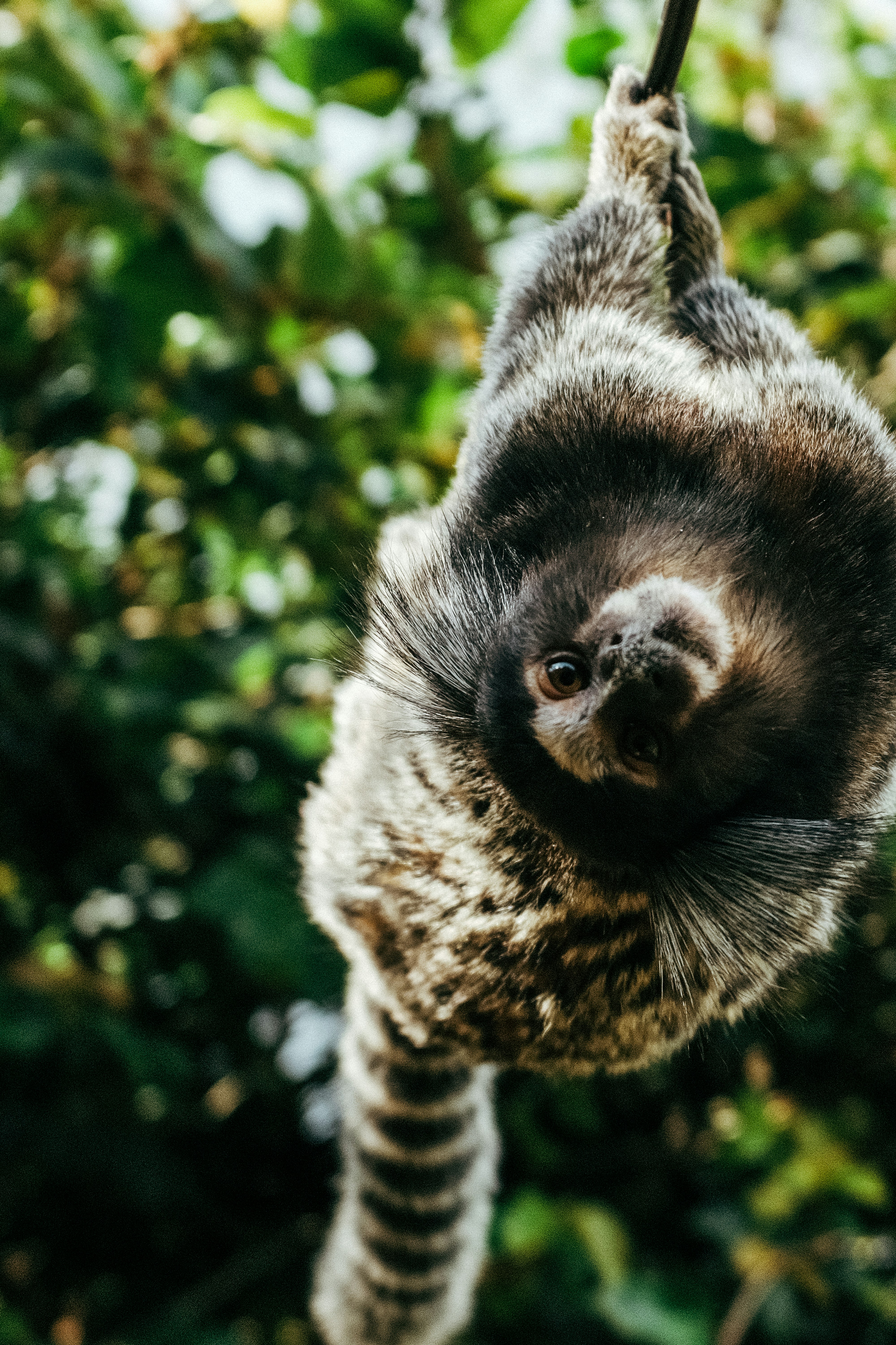 Foto Un mono colgando boca abajo en un árbol – Imagen Fauna silvestre ...