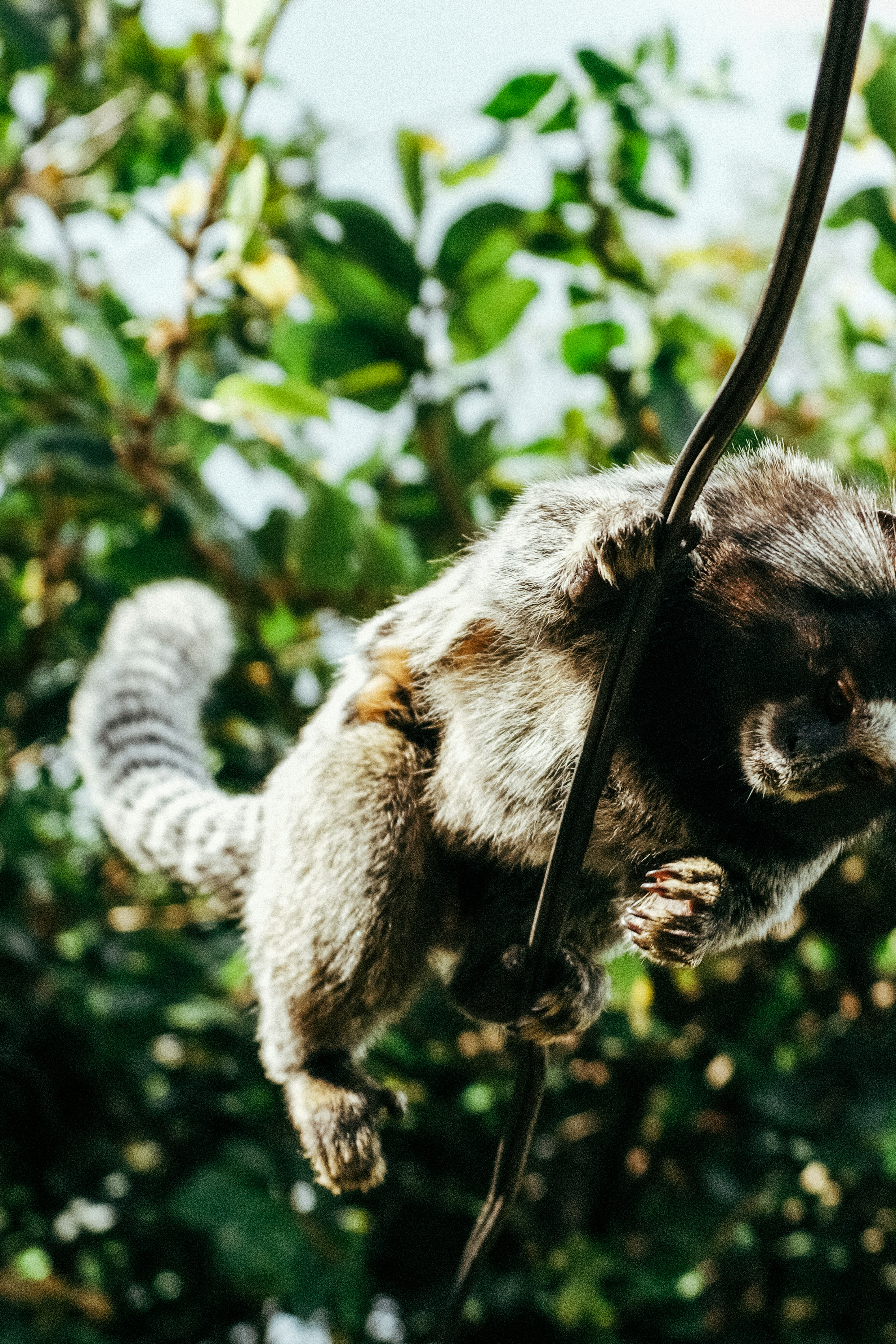 Foto Un mono colgando boca abajo en un árbol – Imagen gratis en Unsplash
